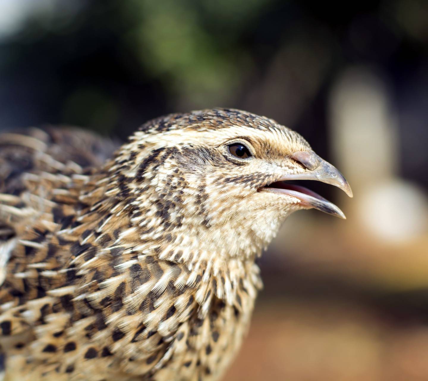 Quail Wallpapers - Top Free Quail Backgrounds - WallpaperAccess