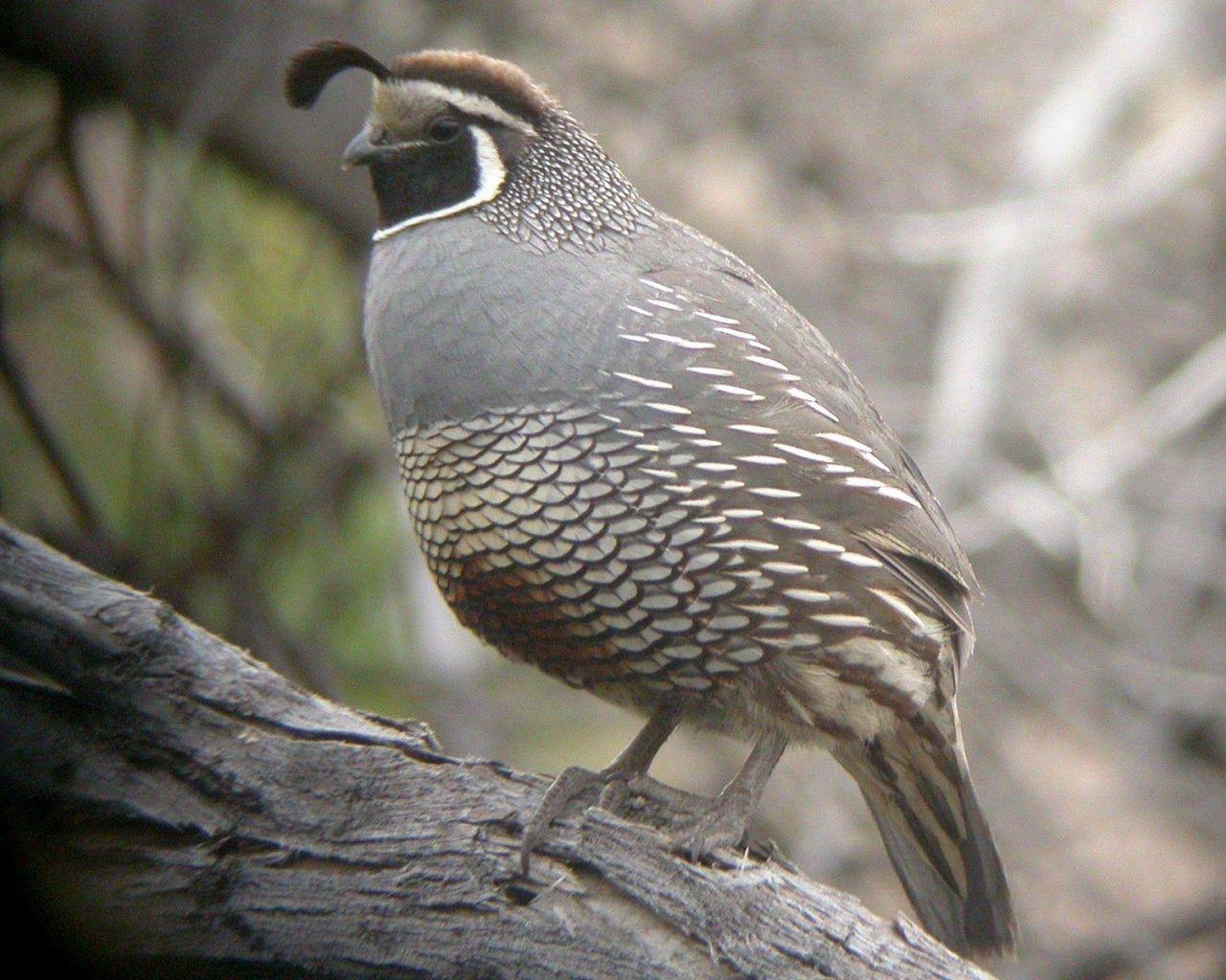 Quail Wallpapers - Top Free Quail Backgrounds - WallpaperAccess