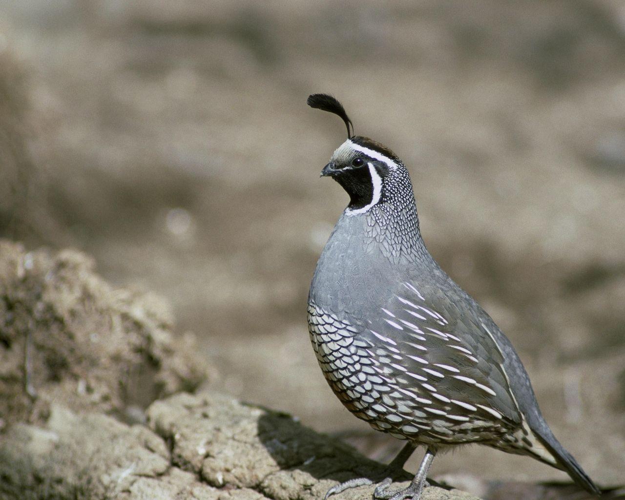 Quail Wallpapers - Top Free Quail Backgrounds - WallpaperAccess