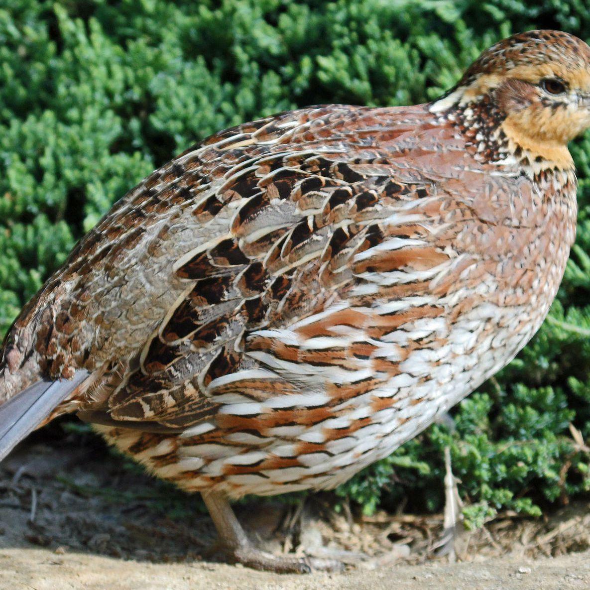 Quail Wallpapers - Top Free Quail Backgrounds - WallpaperAccess