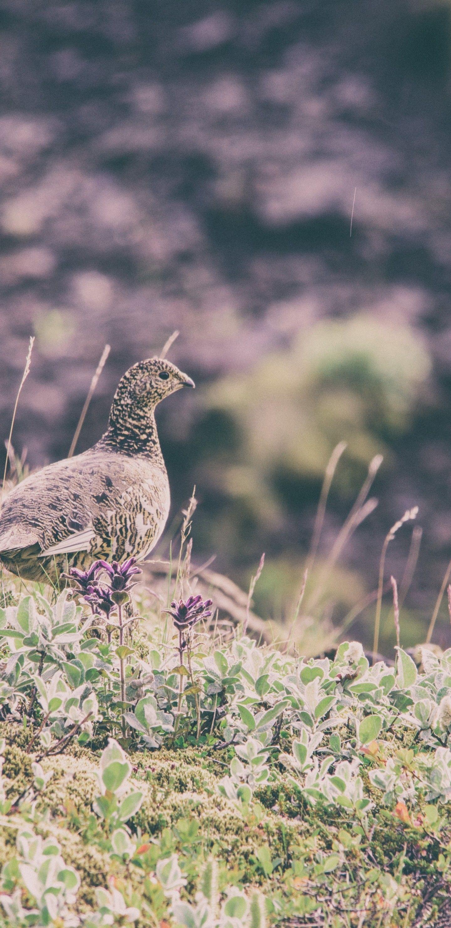 Quail Wallpapers - Top Free Quail Backgrounds - WallpaperAccess
