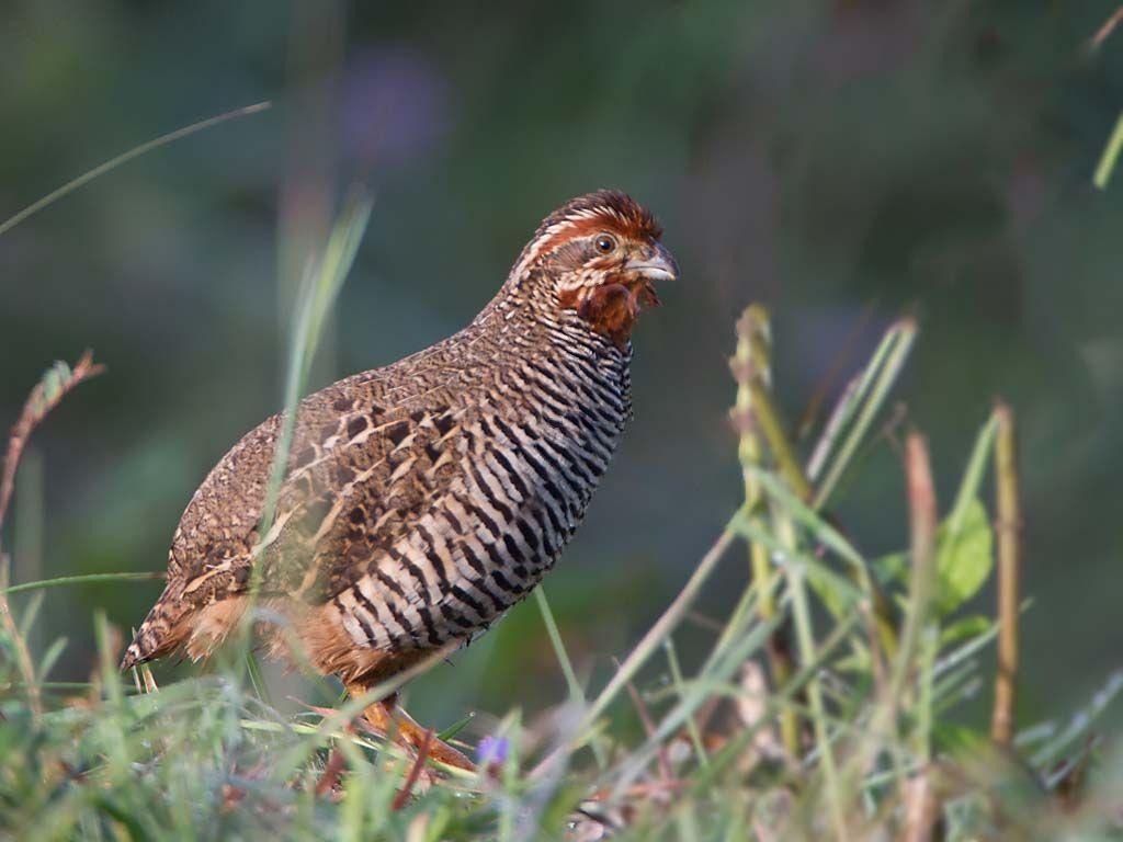 Quail Wallpapers - Top Free Quail Backgrounds - WallpaperAccess