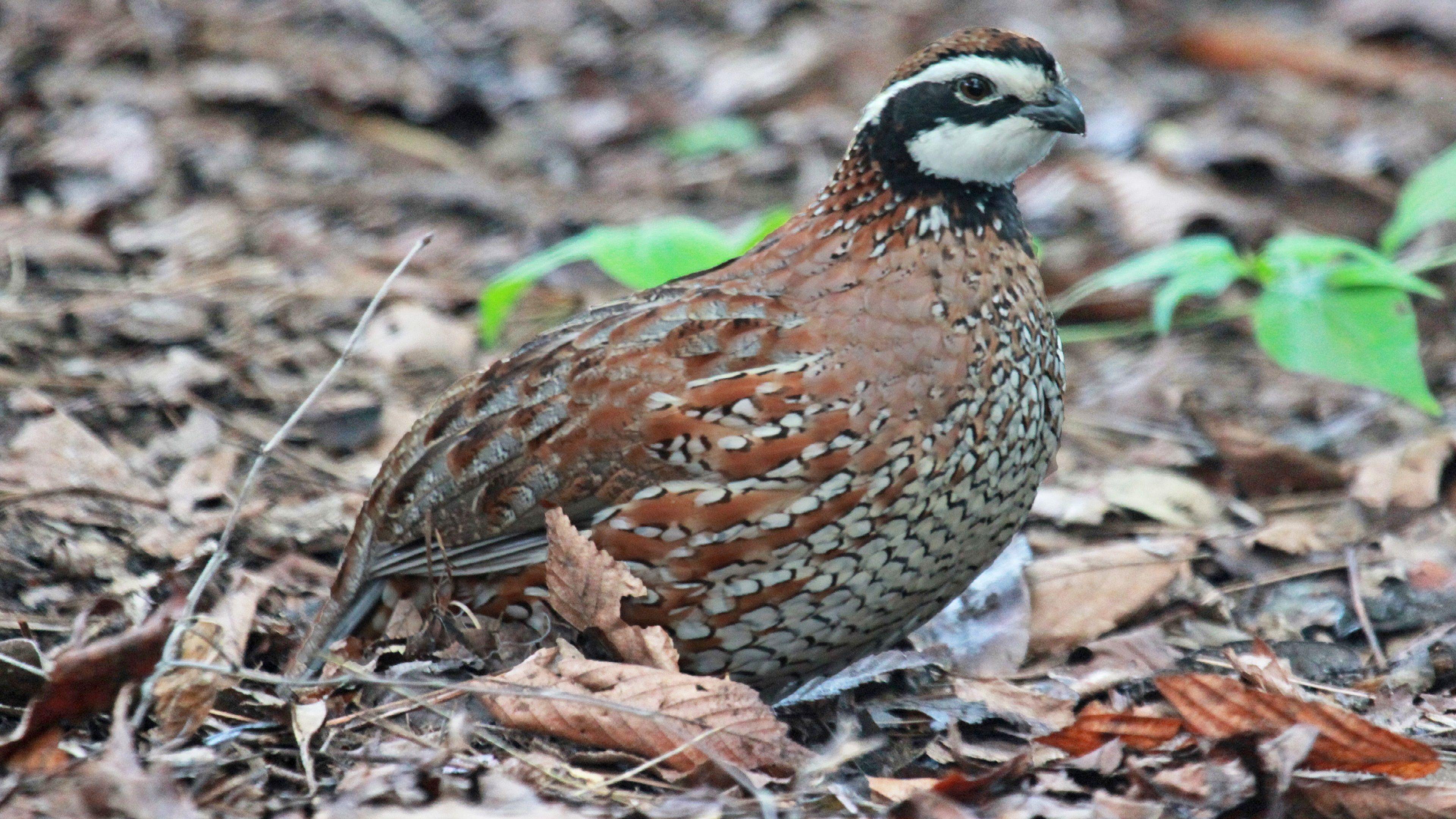 Quail Wallpapers - Top Free Quail Backgrounds - WallpaperAccess