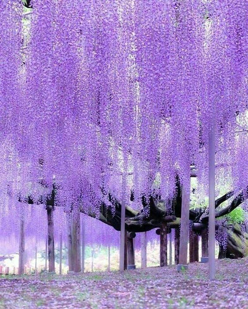 Japan Purple Wallpapers - Top Free Japan Purple Backgrounds ...