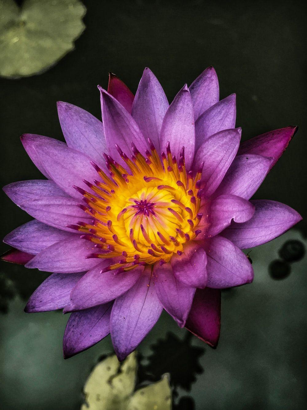 Purple Lotus Wallpapers - Top Free Purple Lotus Backgrounds ...