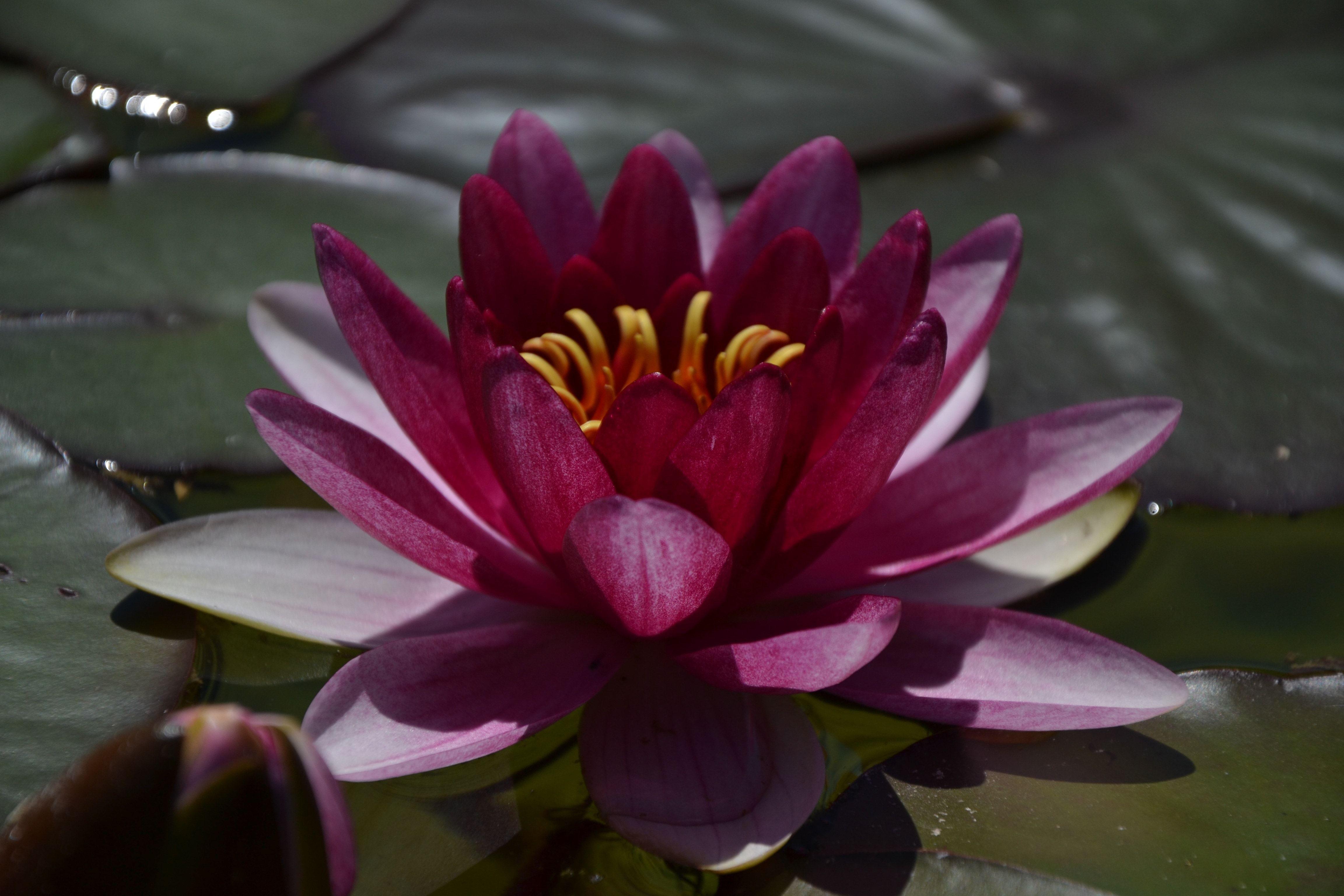 Purple Lotus Wallpapers - Top Free Purple Lotus Backgrounds ...
