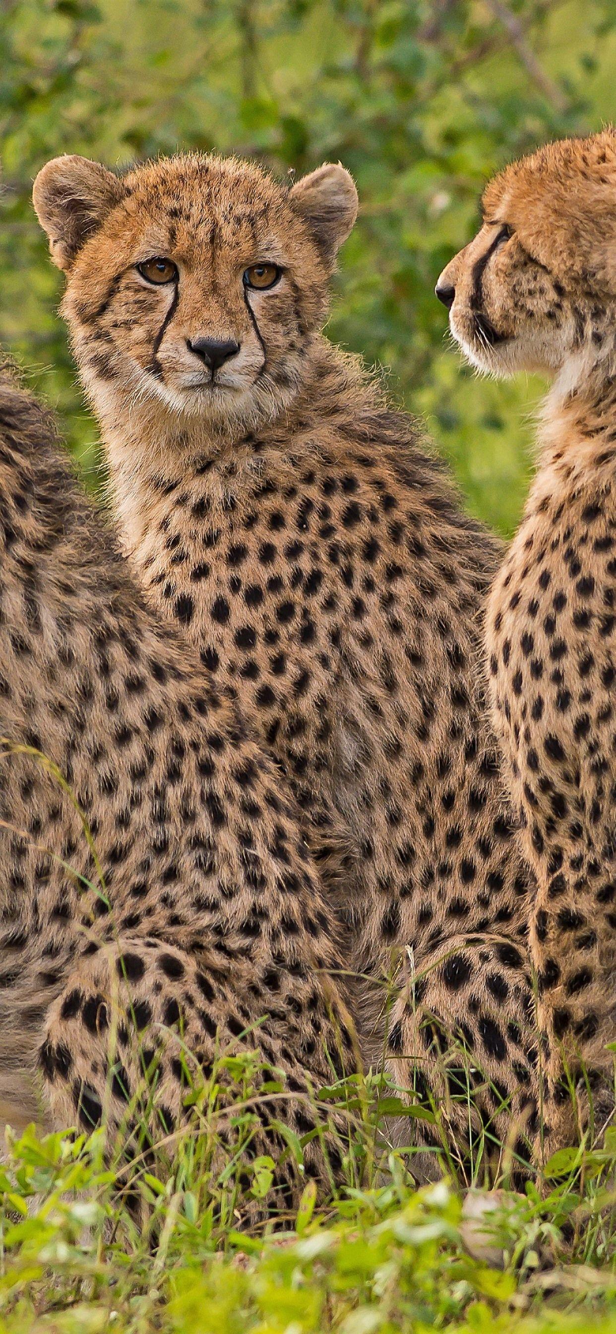 Cool Cheetah iPhone Wallpapers - Top Free Cool Cheetah iPhone ...