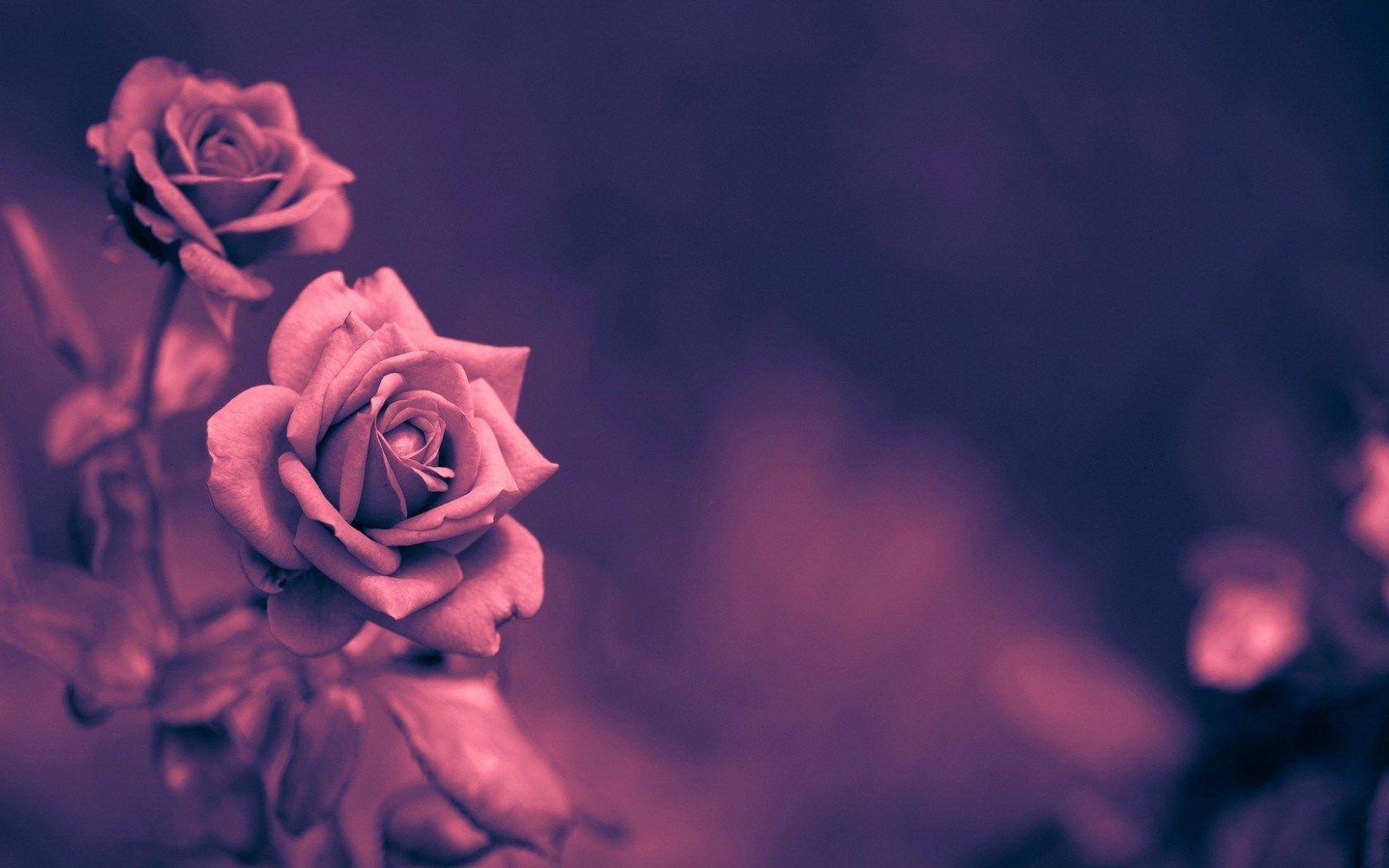 Beautiful Rose Desktop Wallpapers - Top Free Beautiful Rose Desktop ...