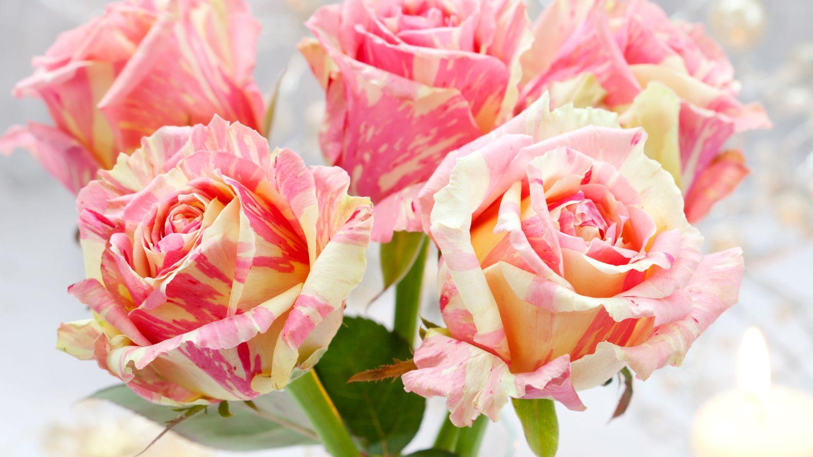 Beautiful Rose Desktop Wallpapers - Top Free Beautiful Rose Desktop ...