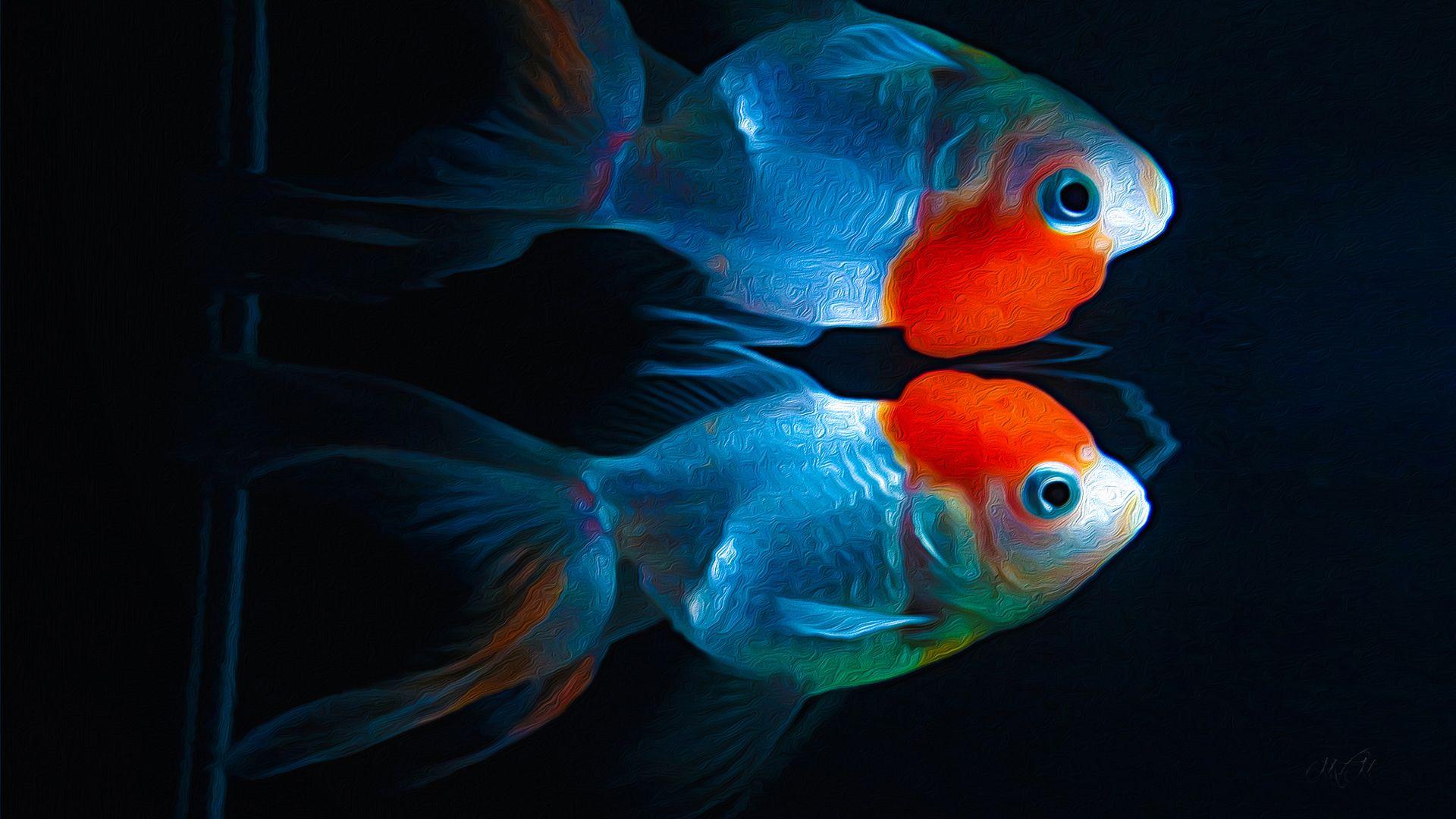 Goldfish HD Wallpapers - Top Free Goldfish HD Backgrounds - WallpaperAccess