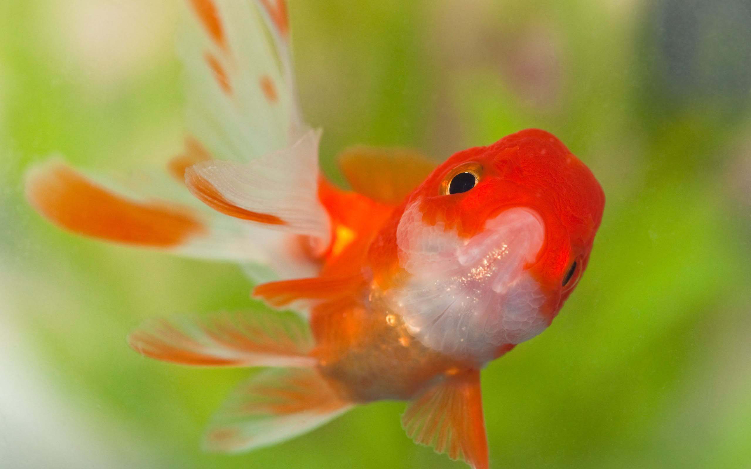 Goldfish HD Wallpapers - Top Free Goldfish HD Backgrounds - WallpaperAccess