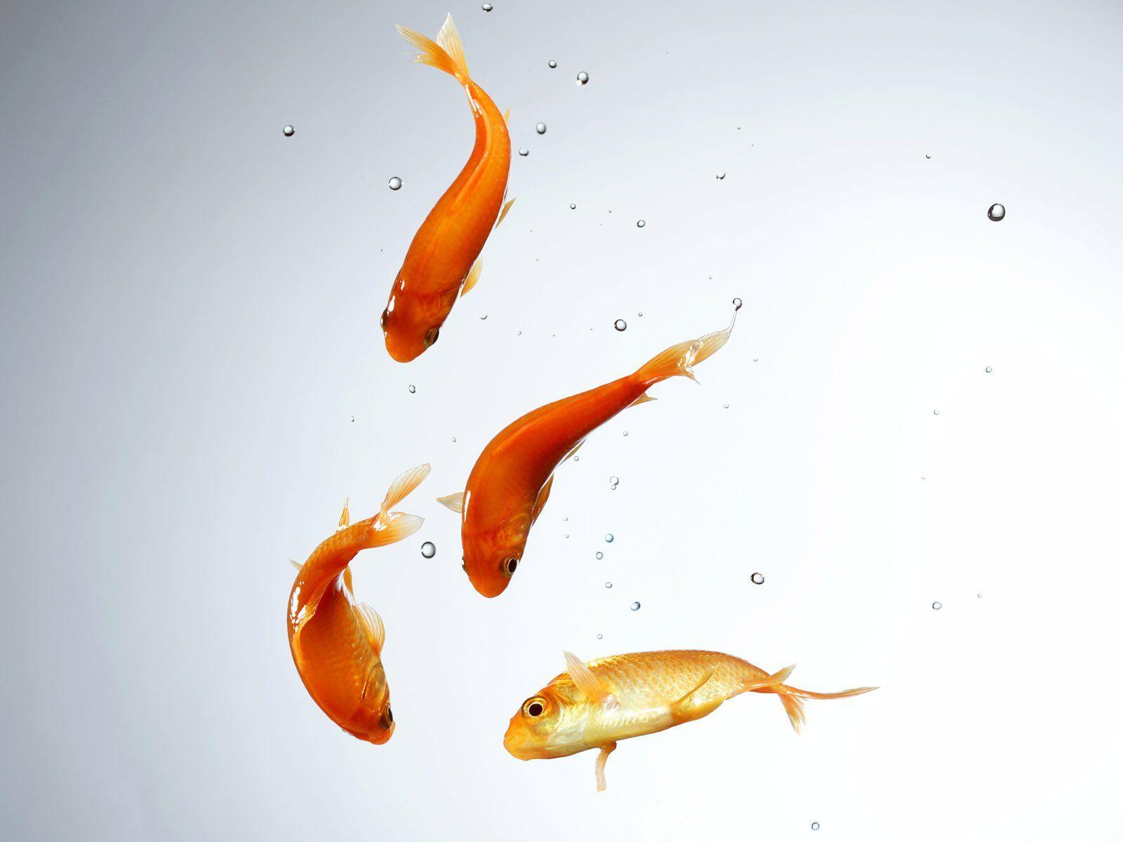 Goldfish HD Wallpapers - Top Free Goldfish HD Backgrounds - WallpaperAccess