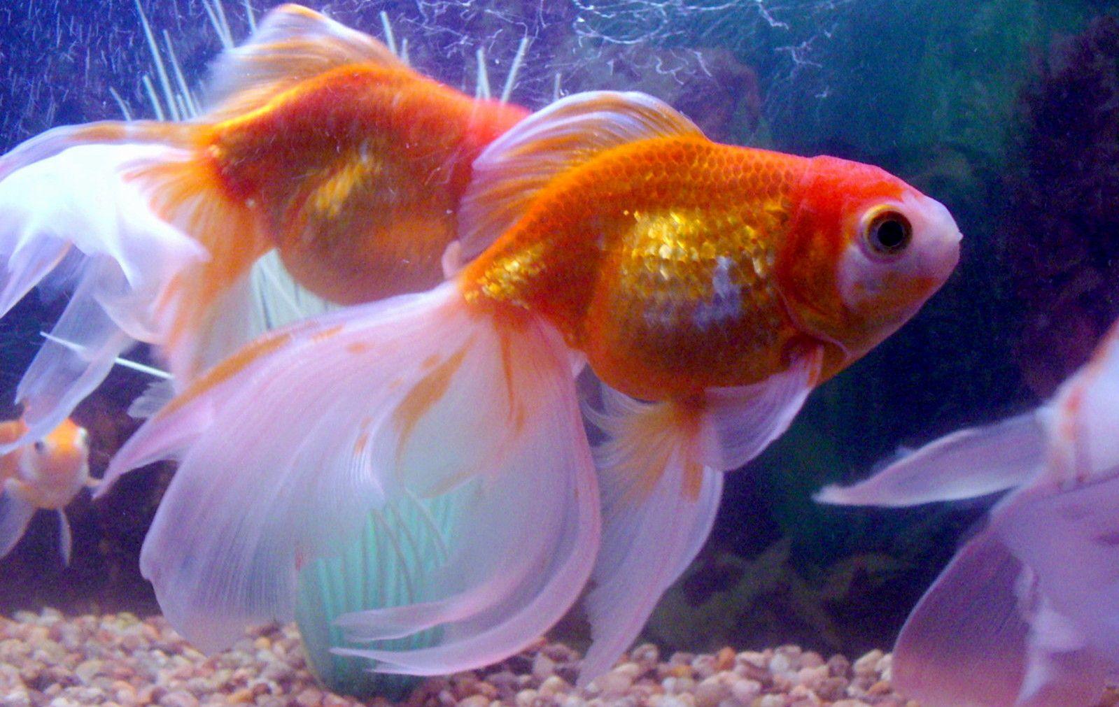 Goldfish HD Wallpapers - Top Free Goldfish HD Backgrounds - WallpaperAccess