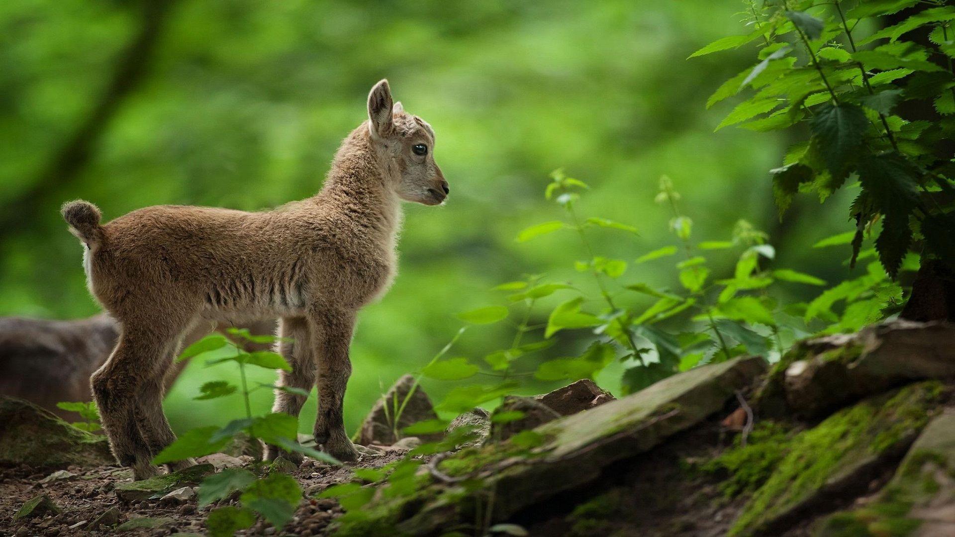 Baby Goat Desktop Wallpapers - Top Free Baby Goat Desktop Backgrounds ...