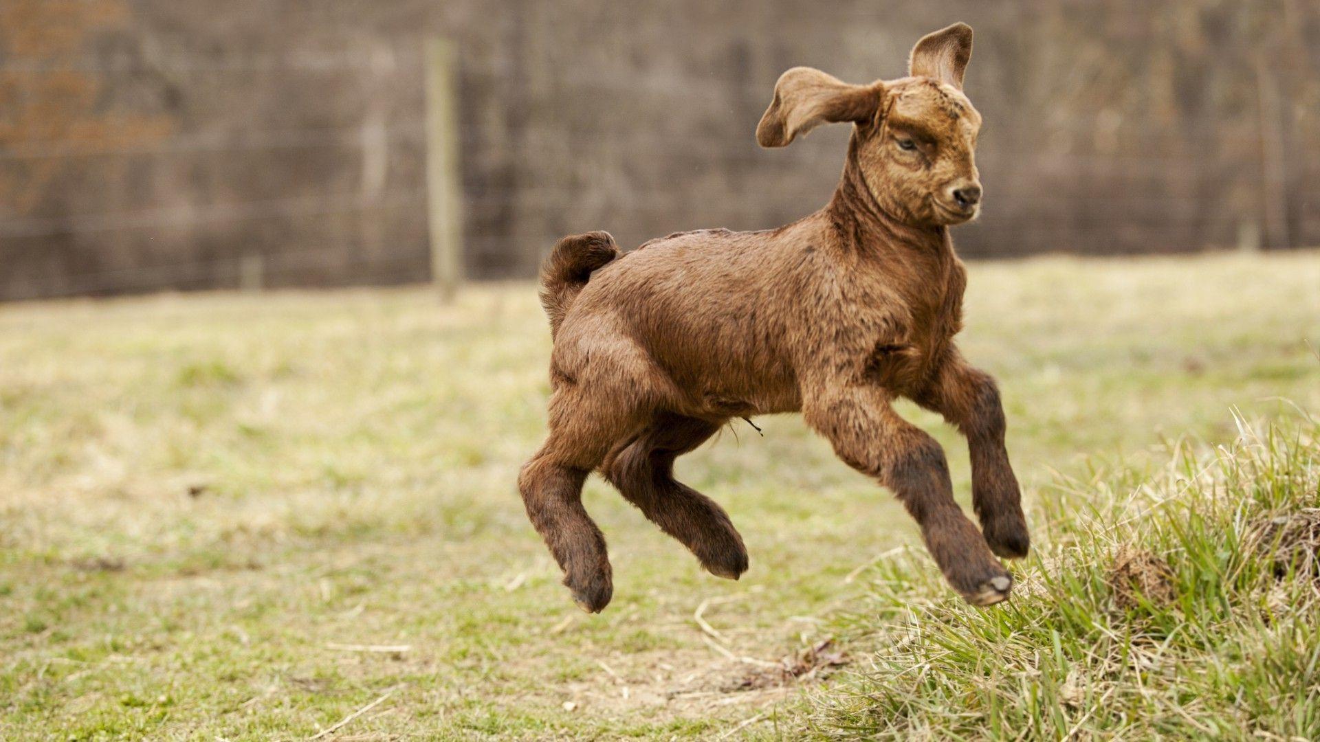 Baby Goat Desktop Wallpapers - Top Free Baby Goat Desktop Backgrounds ...