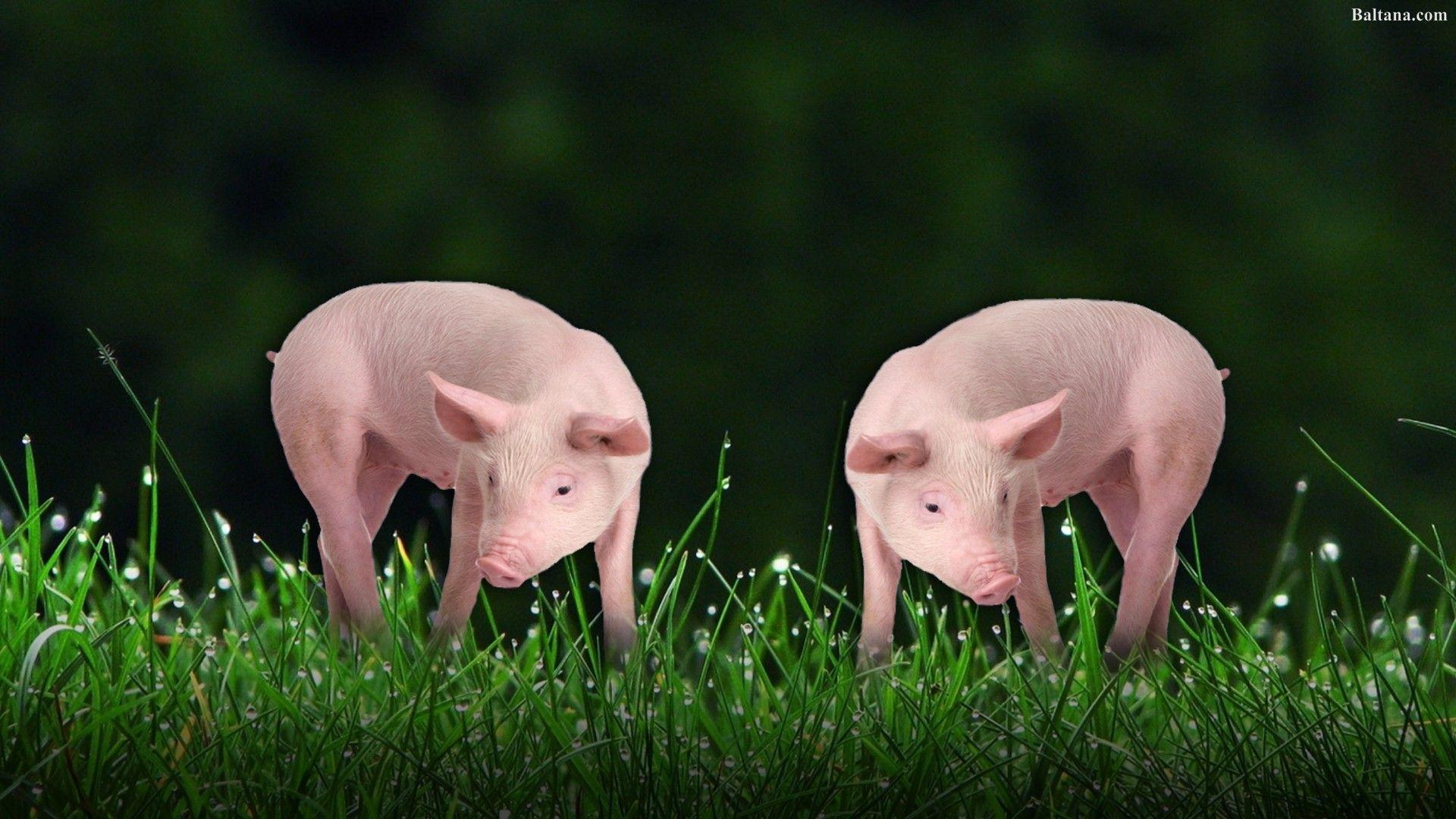 Pig Desktop Wallpapers - Top Free Pig Desktop Backgrounds - WallpaperAccess