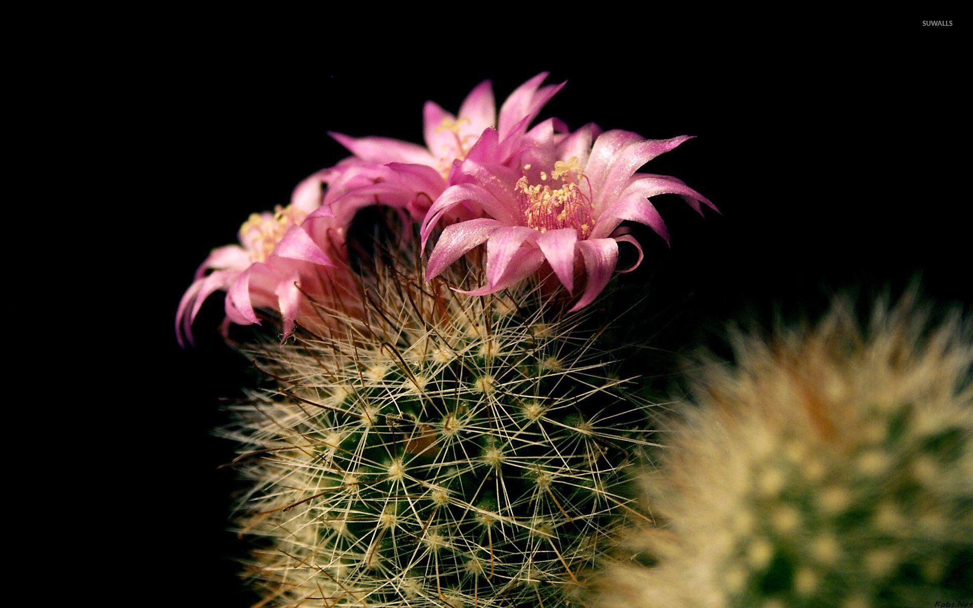 Pink Cactus Desktop Wallpapers - Top Free Pink Cactus Desktop ...