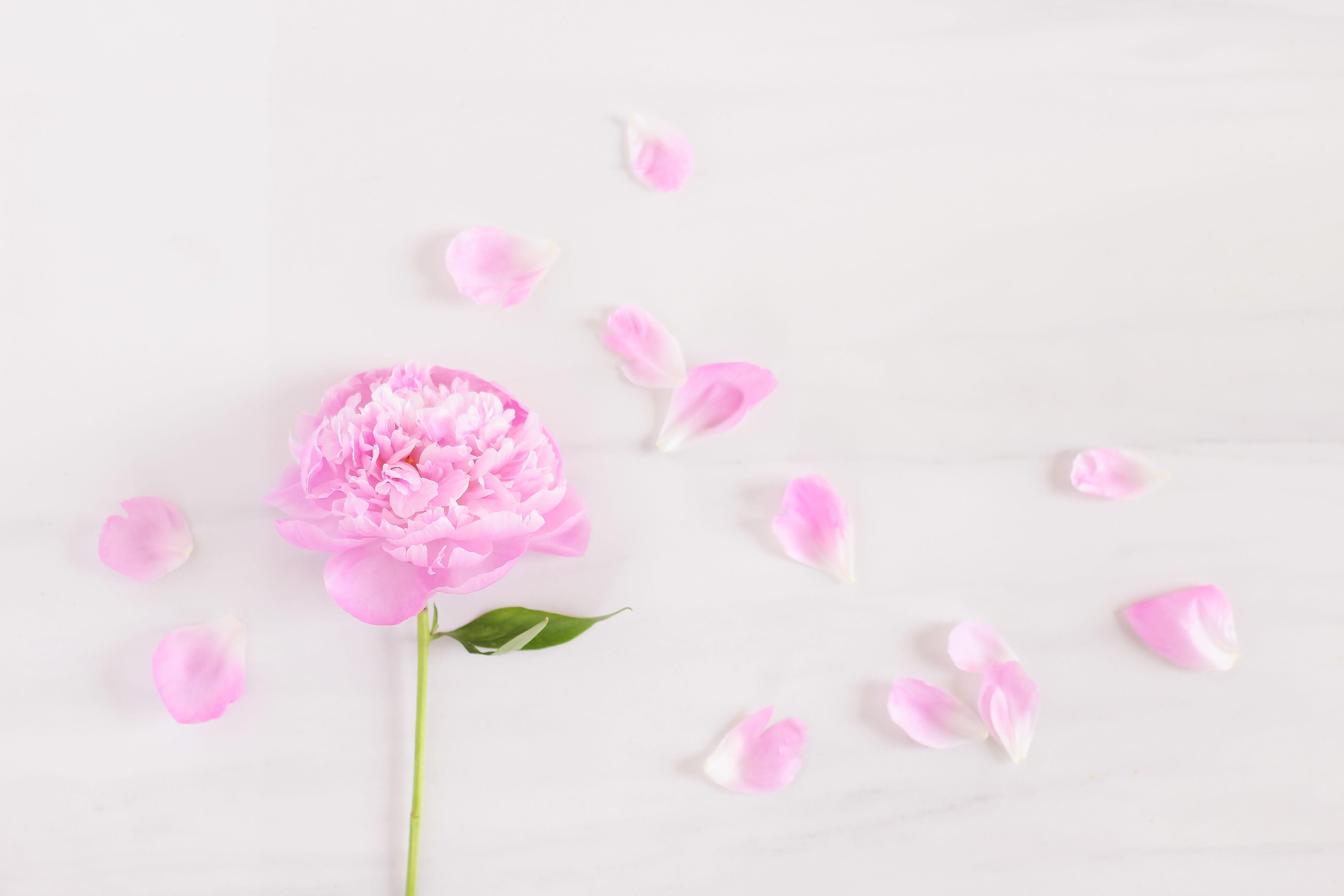 Simple Spring Desktop Wallpapers - Top Free Simple Spring Desktop ...