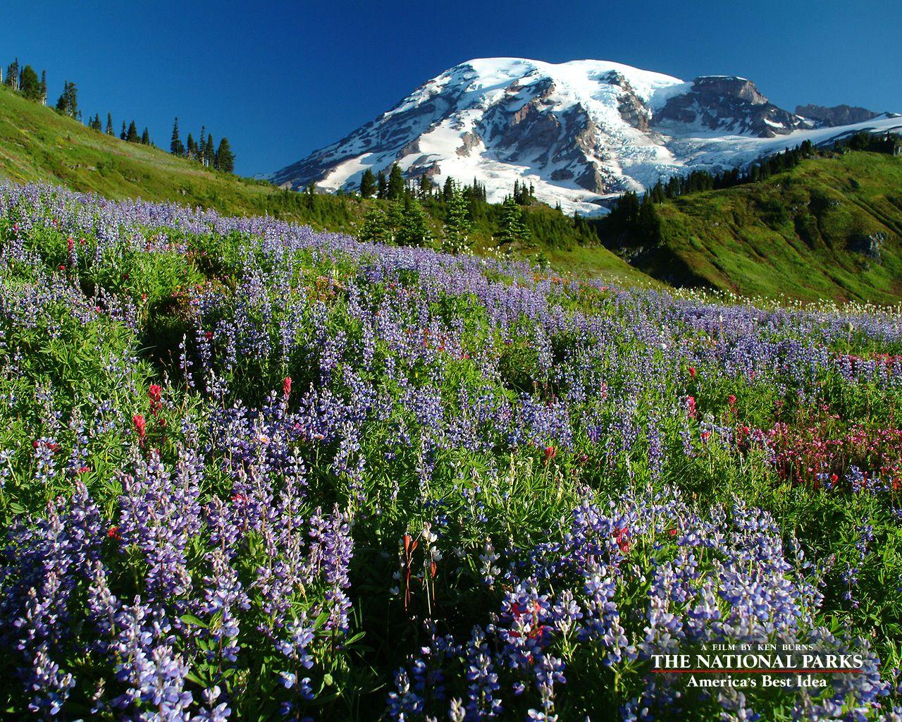 Nature Park Wallpapers - Top Free Nature Park Backgrounds - WallpaperAccess
