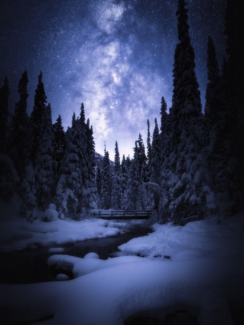 Winter Pine Trees Wallpapers - Top Free Winter Pine Trees Backgrounds ...