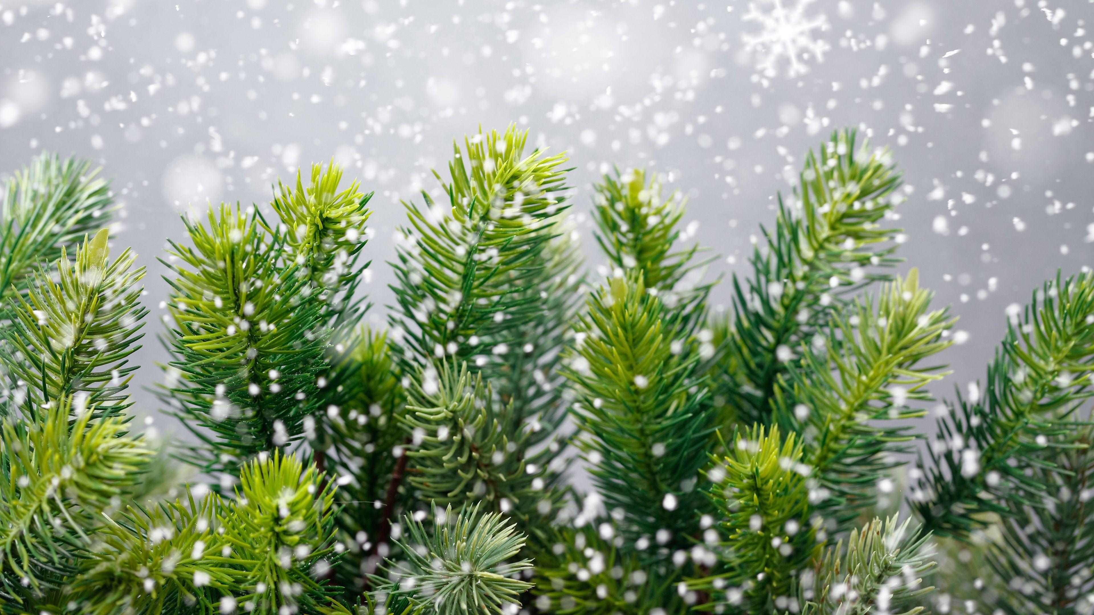 Winter Pine Trees Wallpapers - Top Free Winter Pine Trees Backgrounds ...