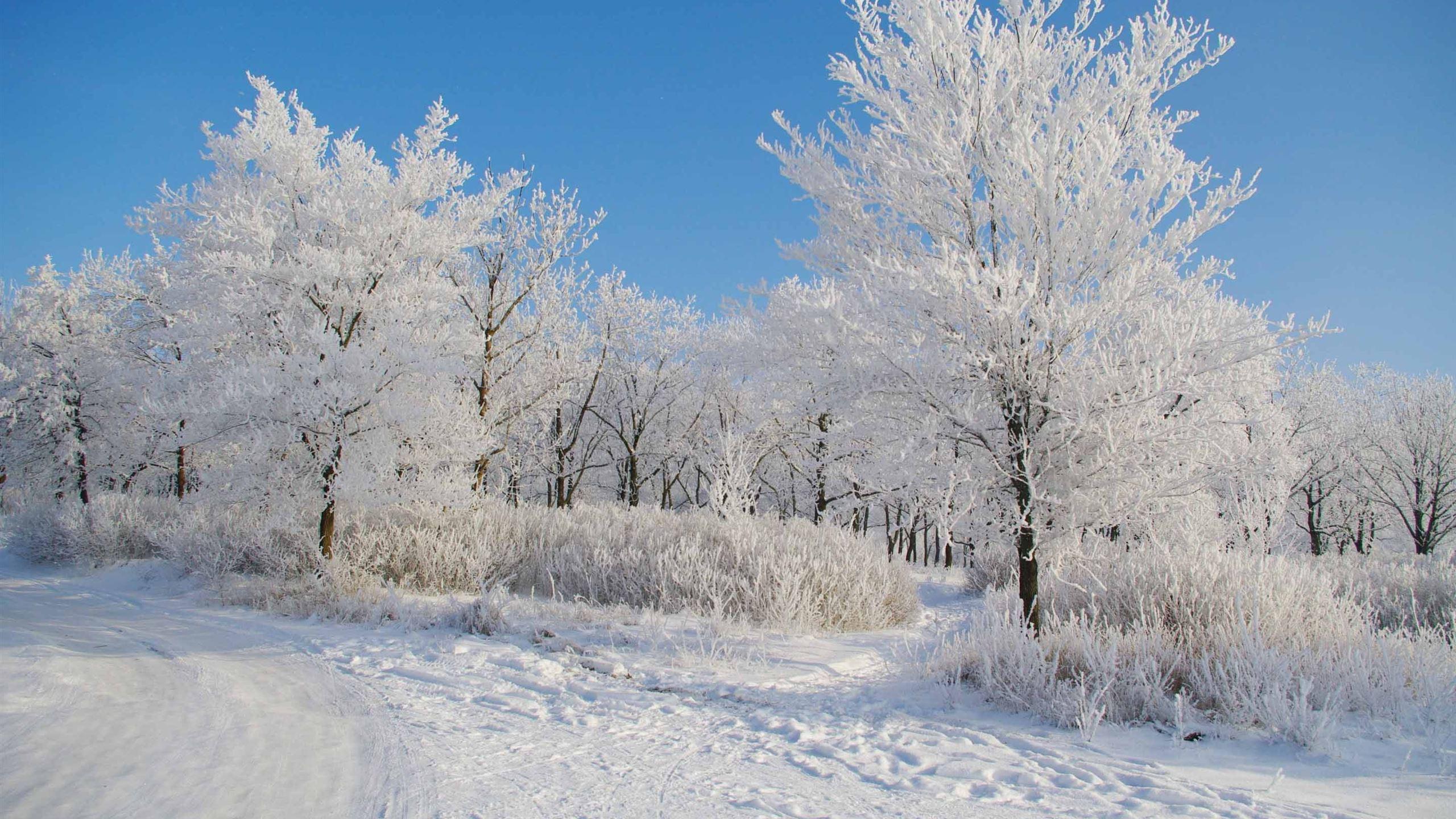 Winter Day Wallpapers - Top Free Winter Day Backgrounds - WallpaperAccess