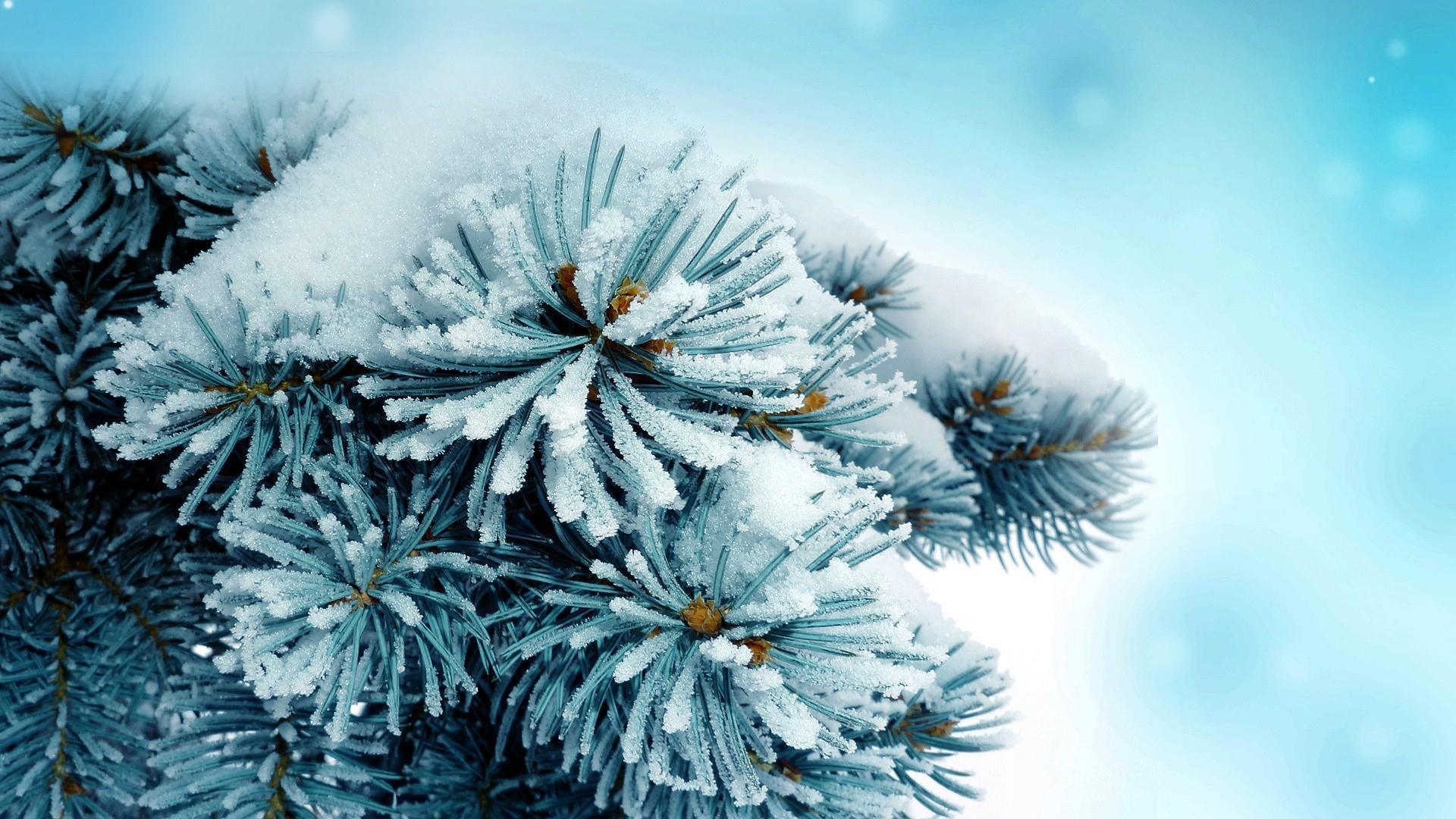 Winter Pine Trees Wallpapers - Top Free Winter Pine Trees Backgrounds ...