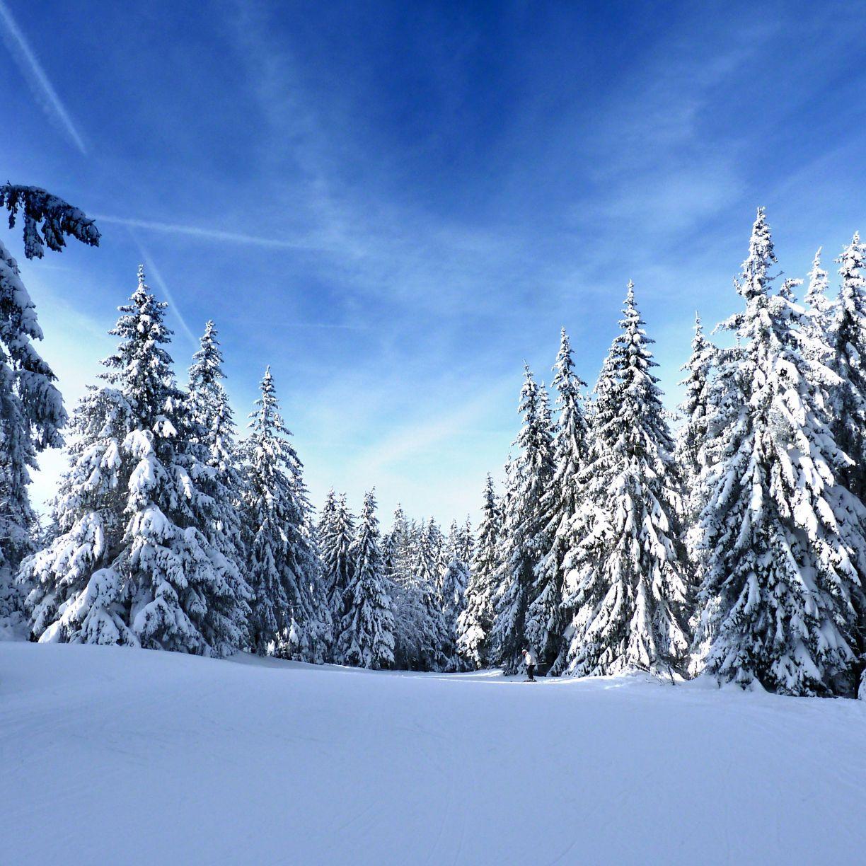Winter Pine Trees Wallpapers - Top Free Winter Pine Trees Backgrounds ...