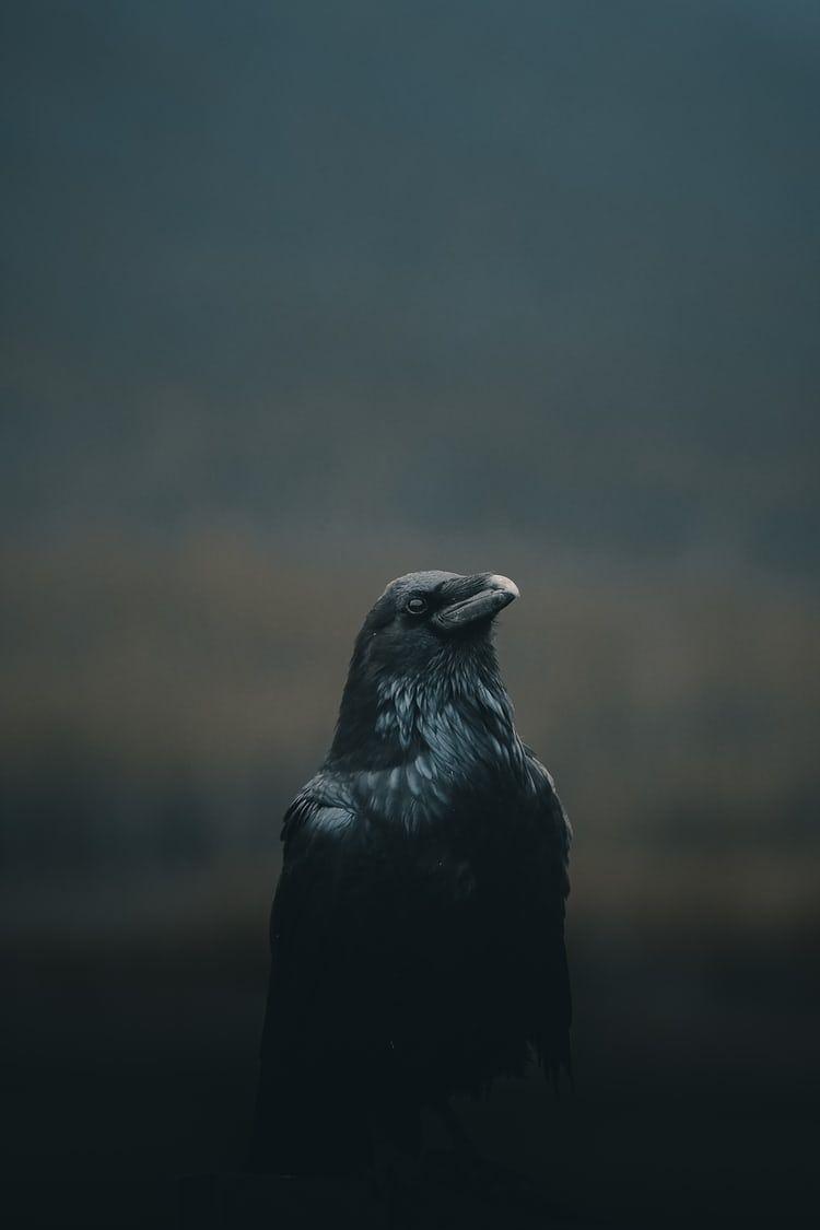 Black Raven Wallpapers - Top Free Black Raven Backgrounds - WallpaperAccess