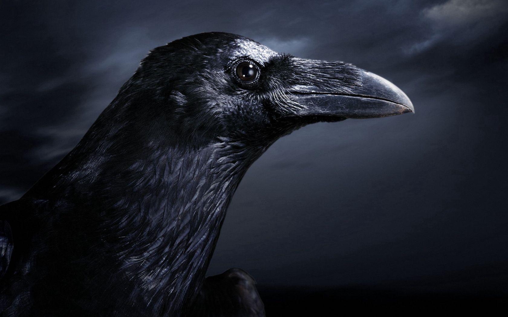 Black Raven Wallpapers - Top Free Black Raven Backgrounds - WallpaperAccess