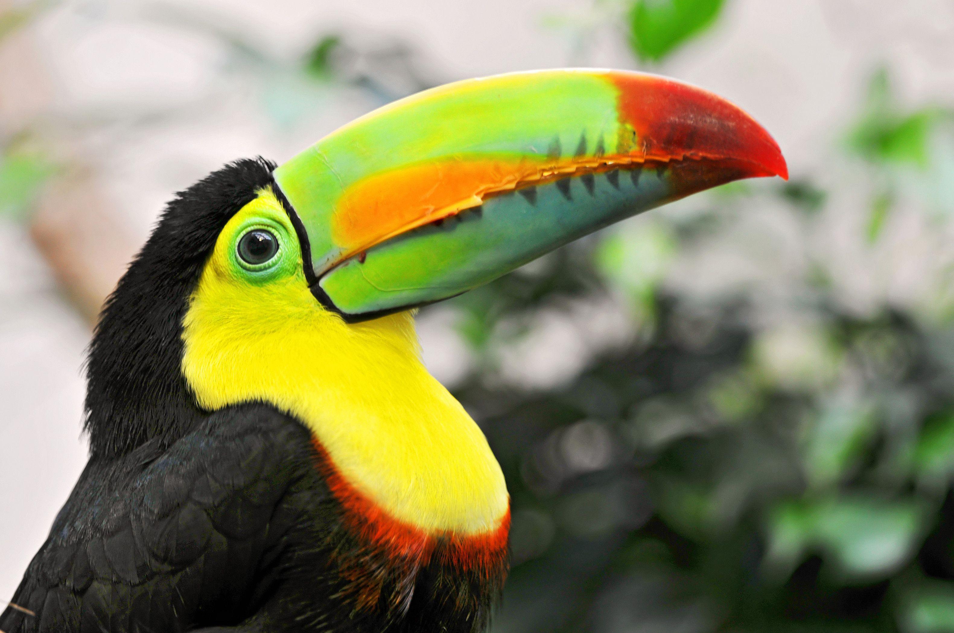 Toco Toucan Wallpapers - Top Free Toco Toucan Backgrounds - WallpaperAccess