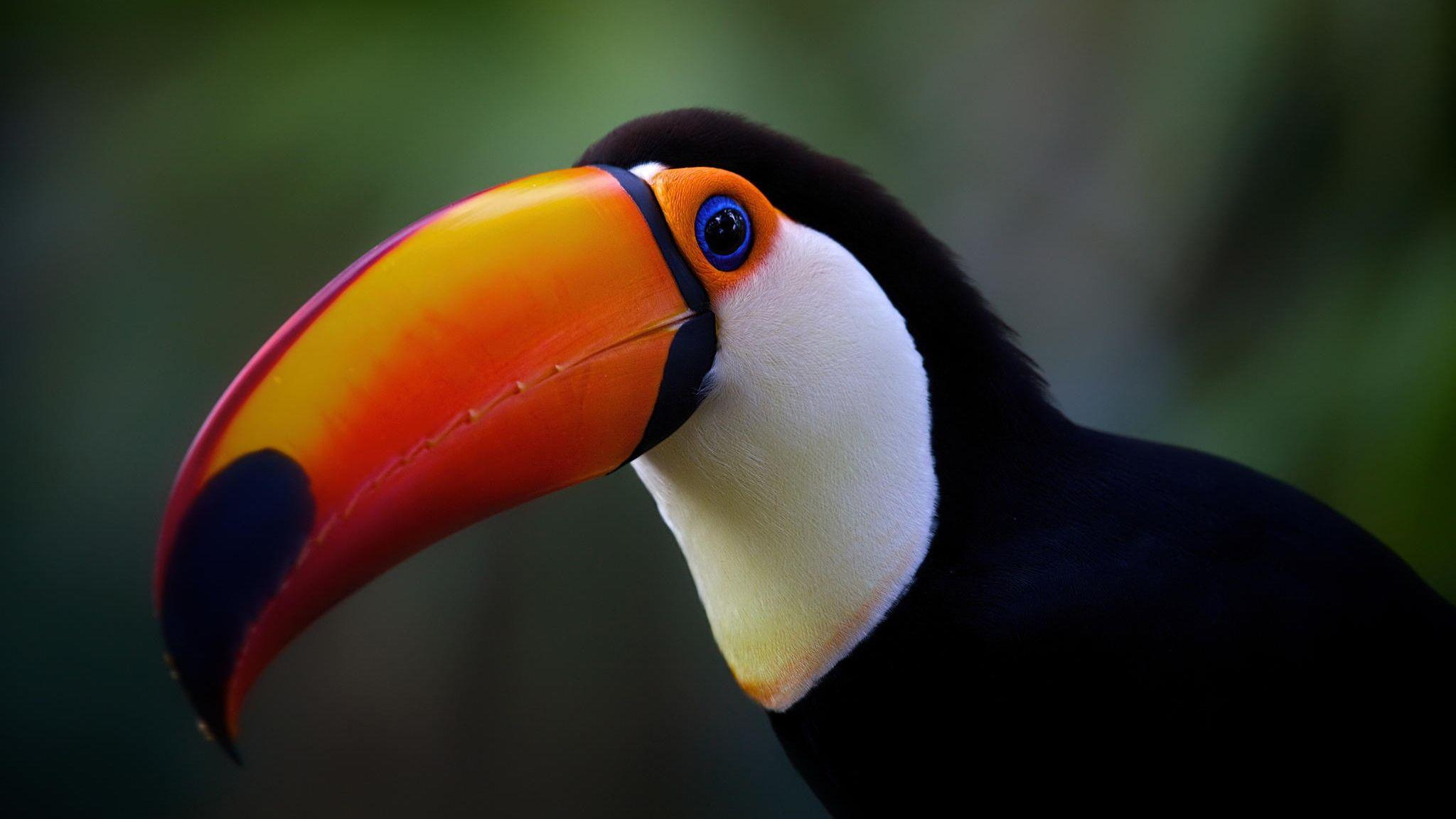 Toucan Desktop Wallpapers - Top Free Toucan Desktop Backgrounds ...