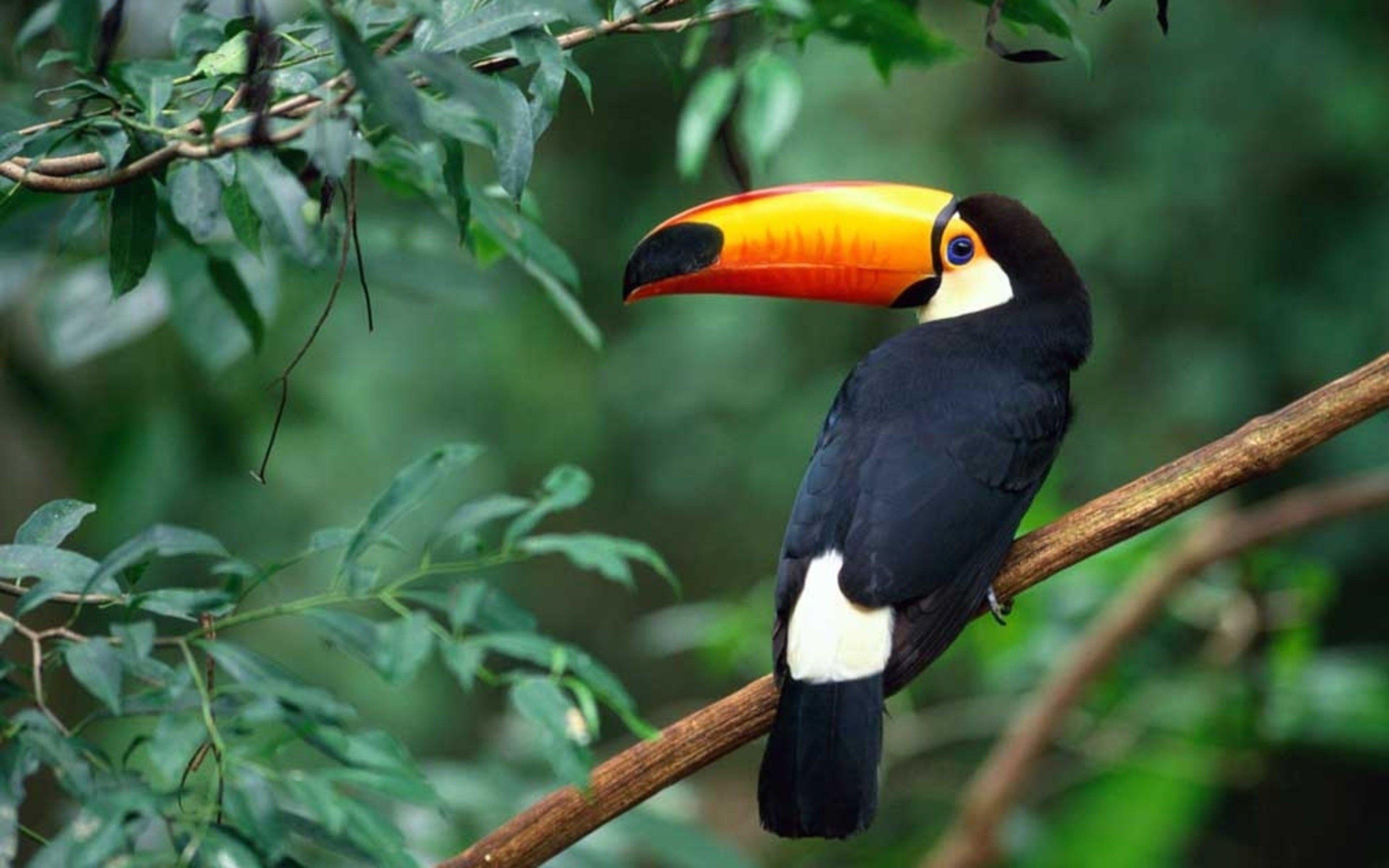 Toucan Desktop Wallpapers - Top Free Toucan Desktop Backgrounds ...