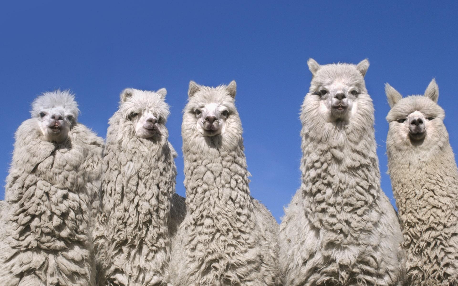 Llama Desktop Wallpapers - Top Free Llama Desktop Backgrounds ...