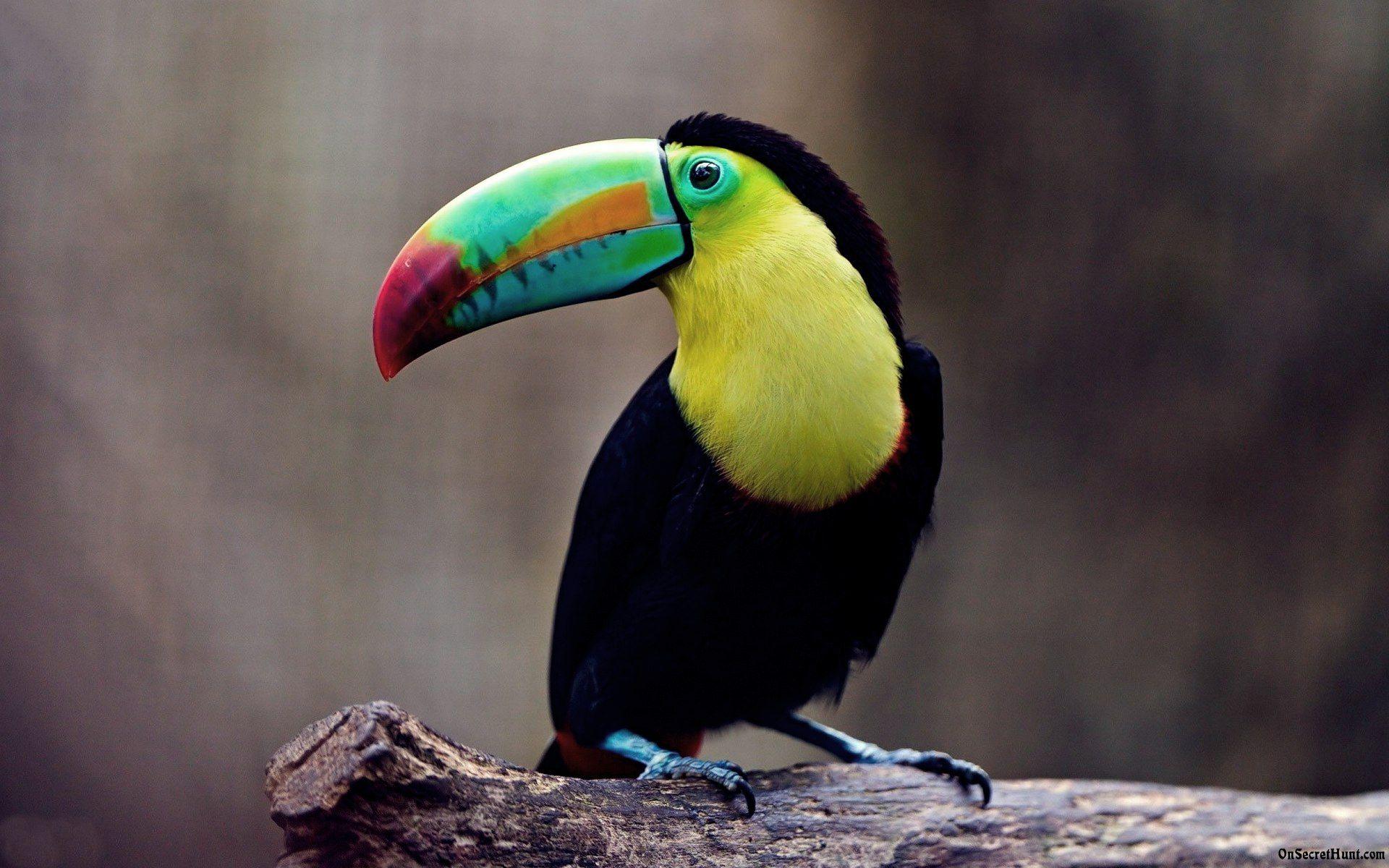 Toucan Desktop Wallpapers - Top Free Toucan Desktop Backgrounds ...