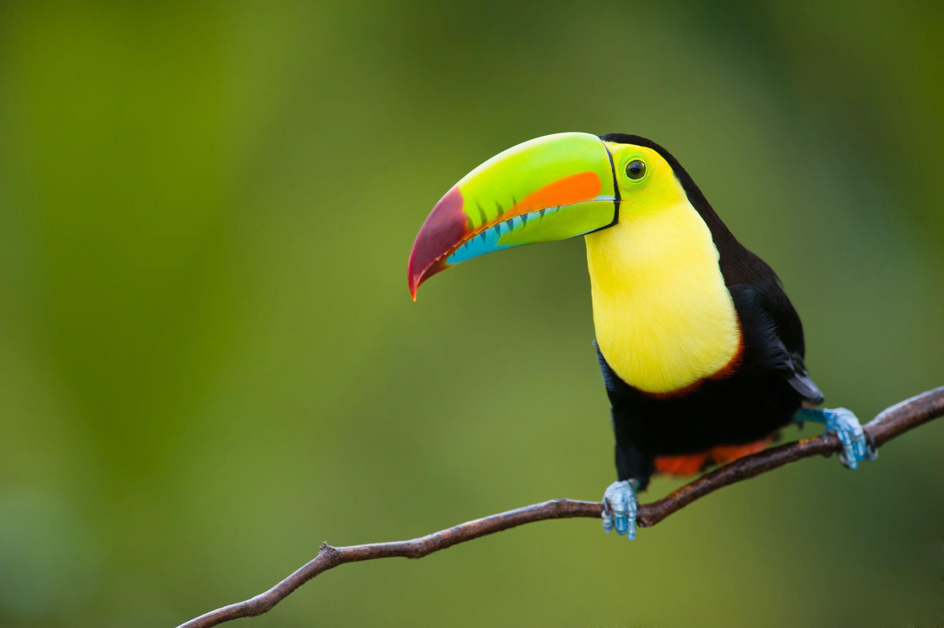 Toucan Desktop Wallpapers - Top Free Toucan Desktop Backgrounds ...