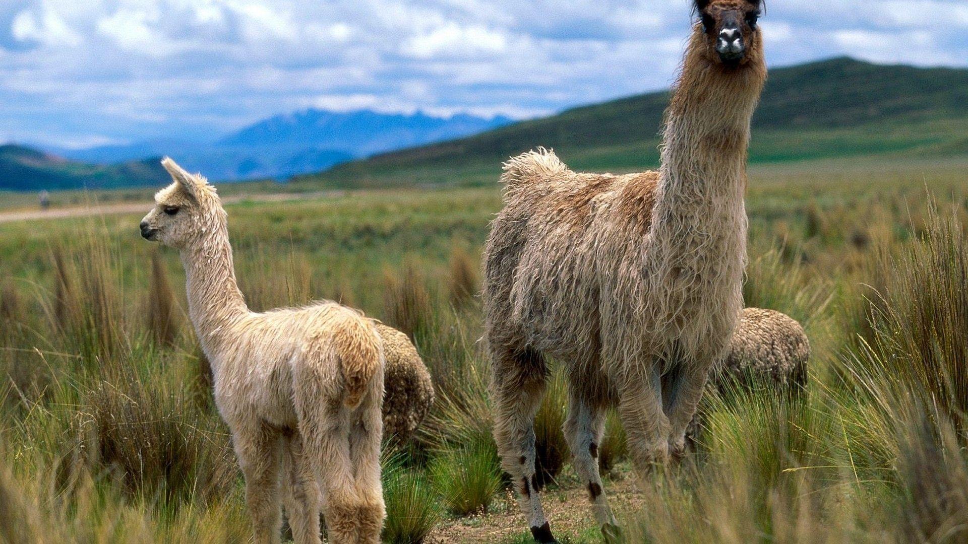 Llama Desktop Wallpapers - Top Free Llama Desktop Backgrounds ...