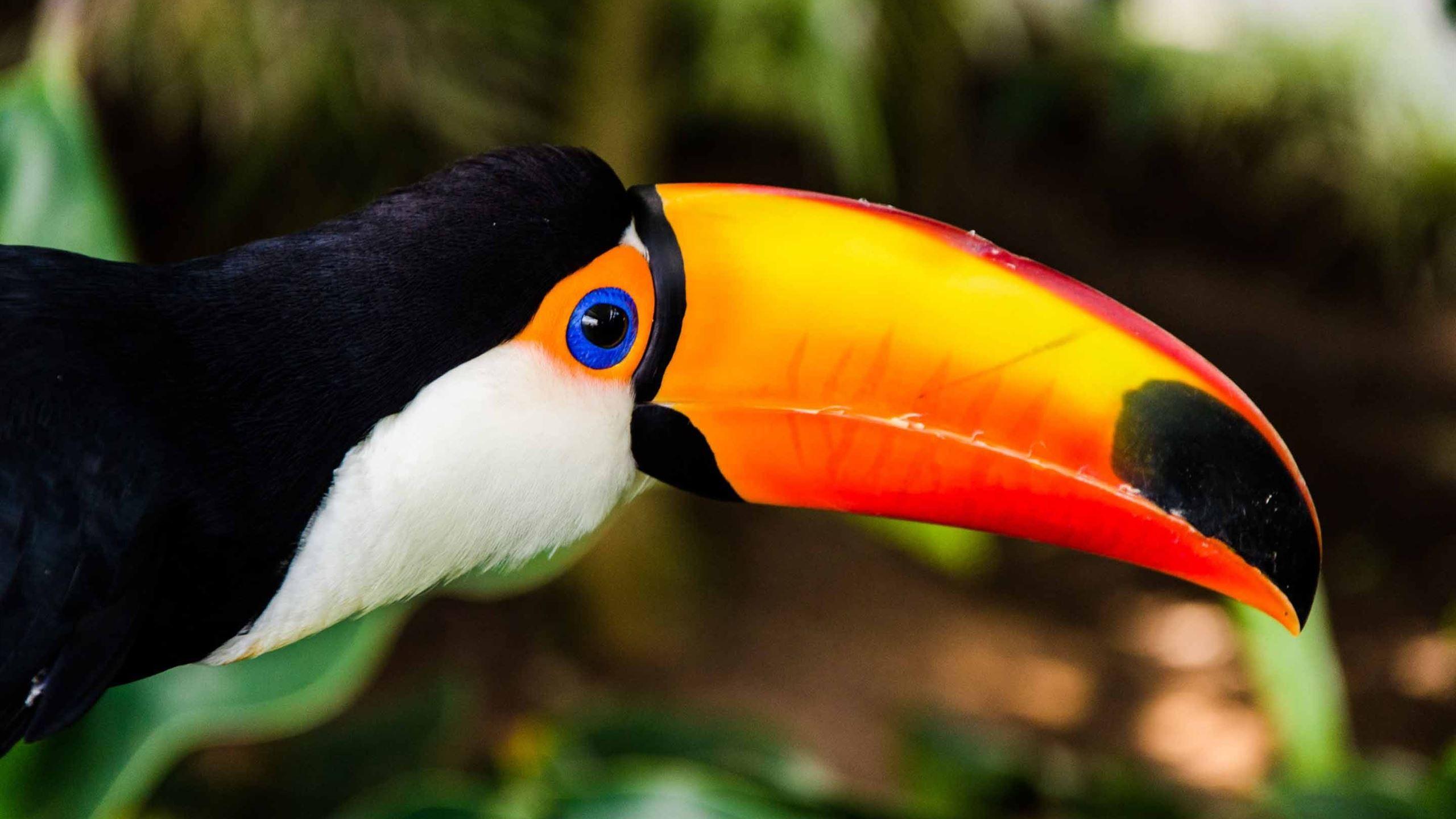 Toucan Desktop Wallpapers - Top Free Toucan Desktop Backgrounds ...
