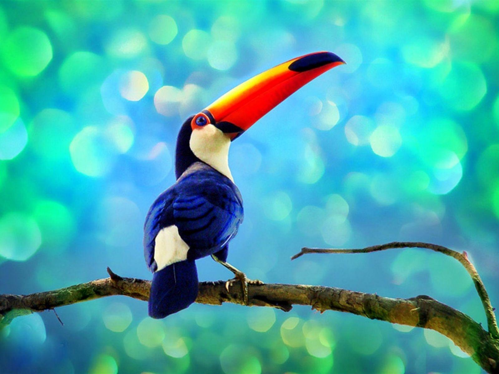 Toucan Desktop Wallpapers - Top Free Toucan Desktop Backgrounds ...