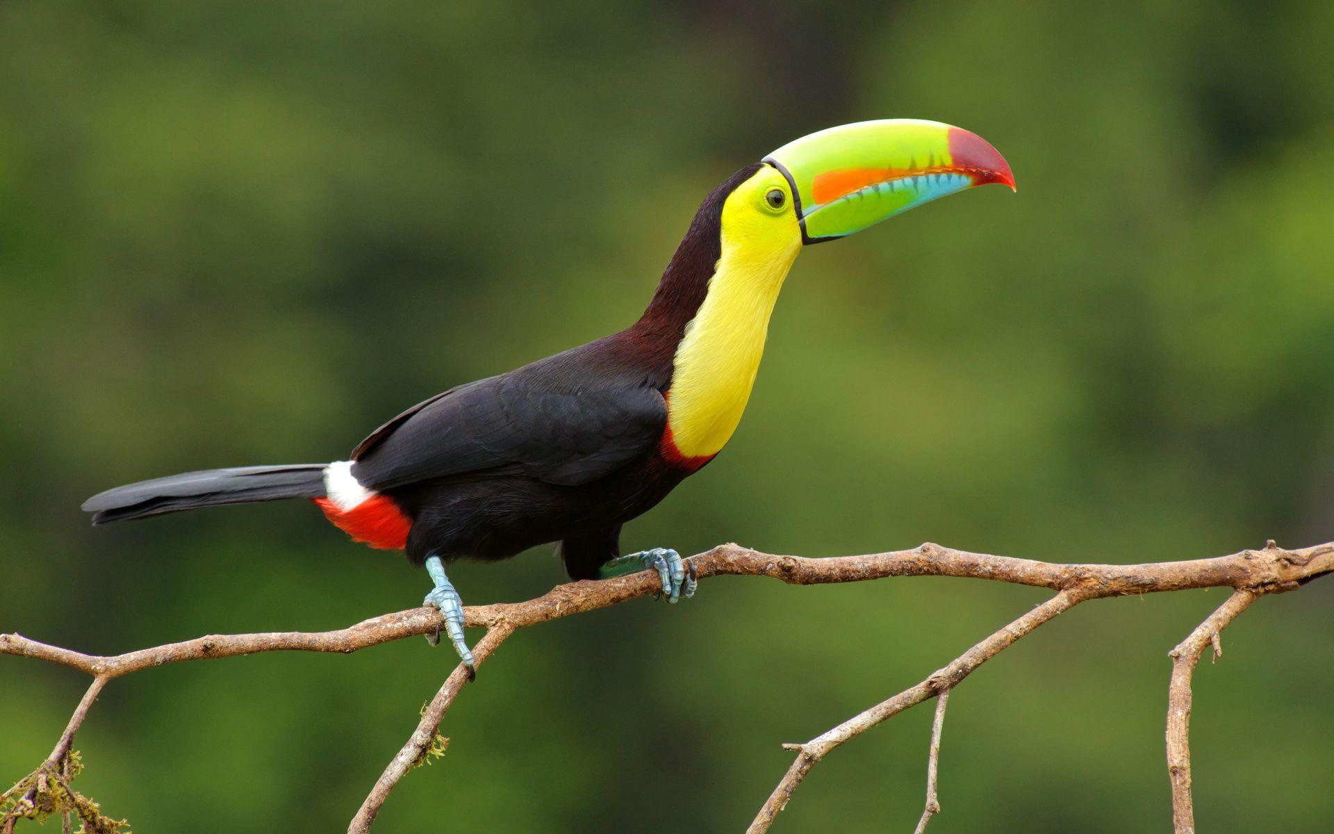 Toucan Desktop Wallpapers - Top Free Toucan Desktop Backgrounds ...