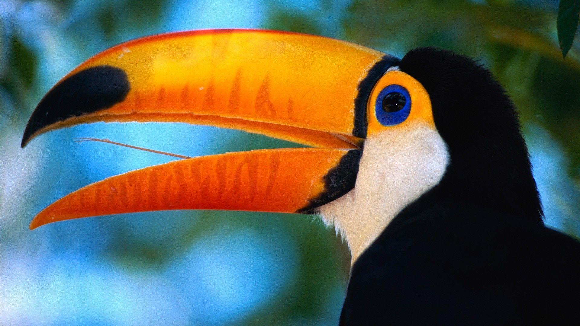 Toco Toucan Wallpapers - Top Free Toco Toucan Backgrounds - WallpaperAccess