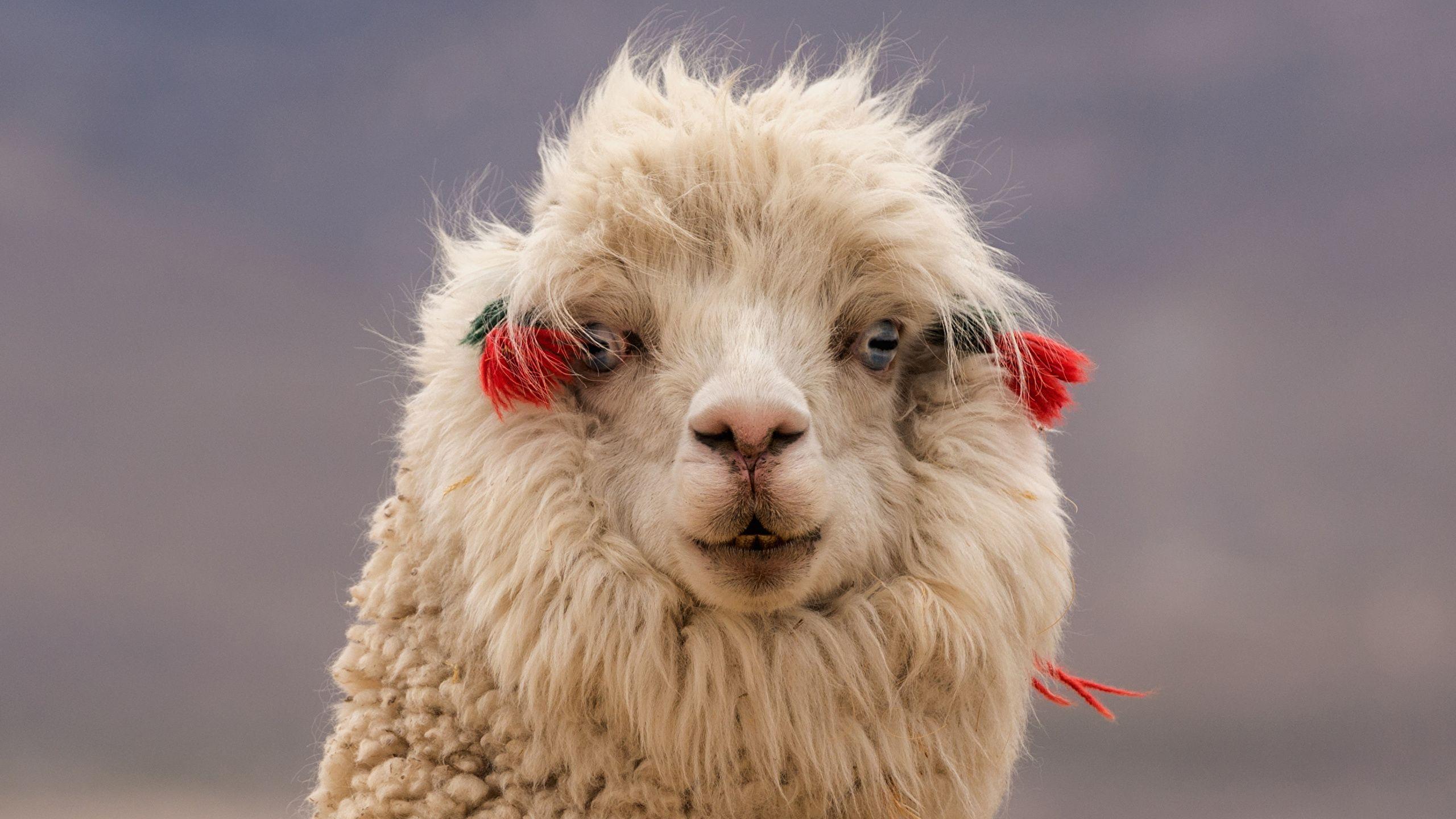 Llama Desktop Wallpapers - Top Free Llama Desktop Backgrounds ...