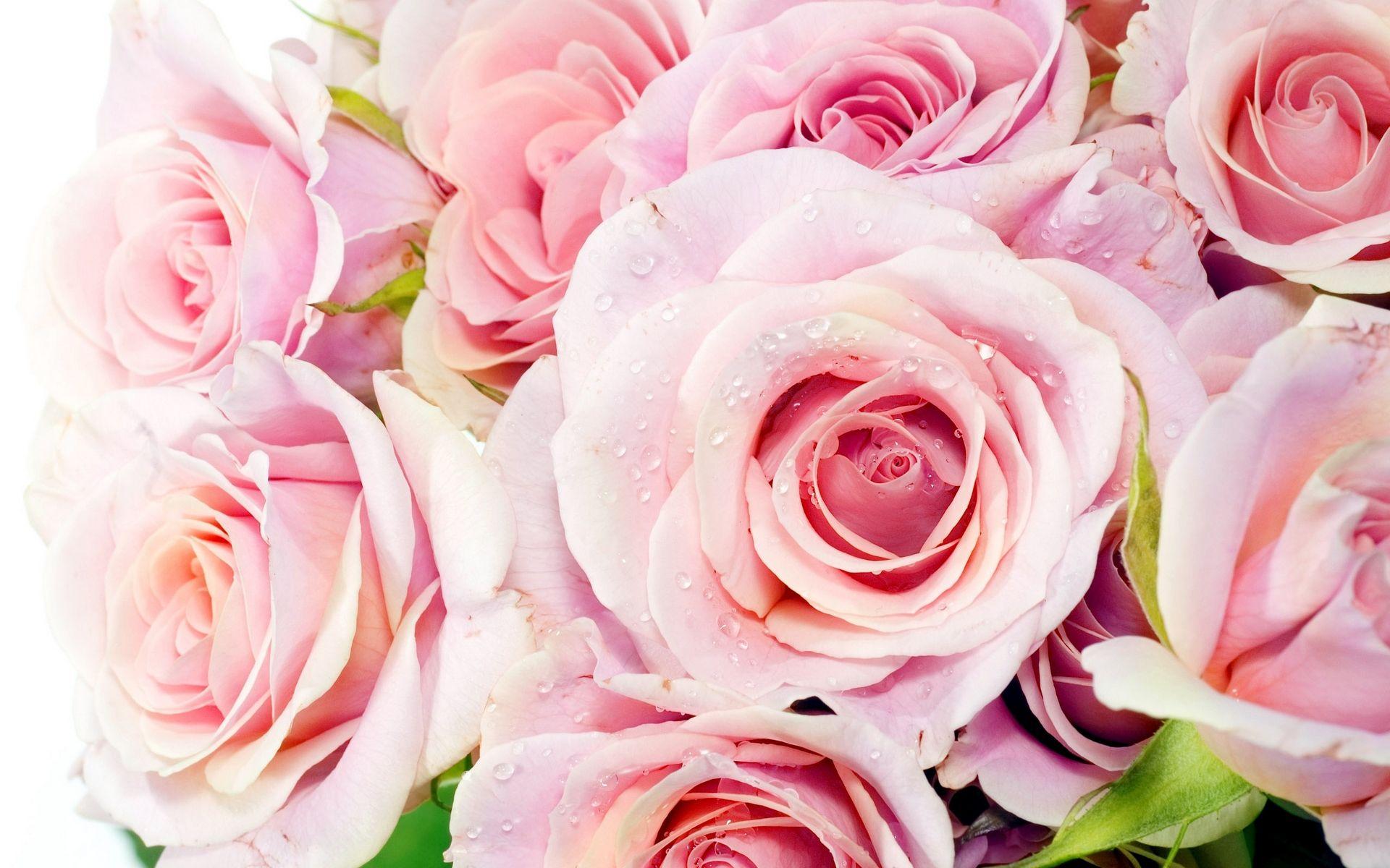 Light Pink Roses Wallpapers - Top Free Light Pink Roses Backgrounds ...