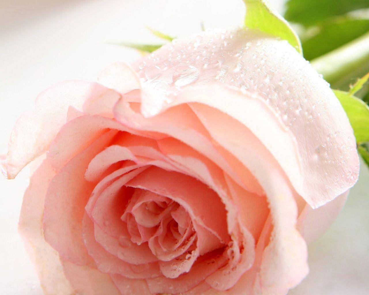 Light Pink Roses Wallpapers - Top Free Light Pink Roses Backgrounds ...