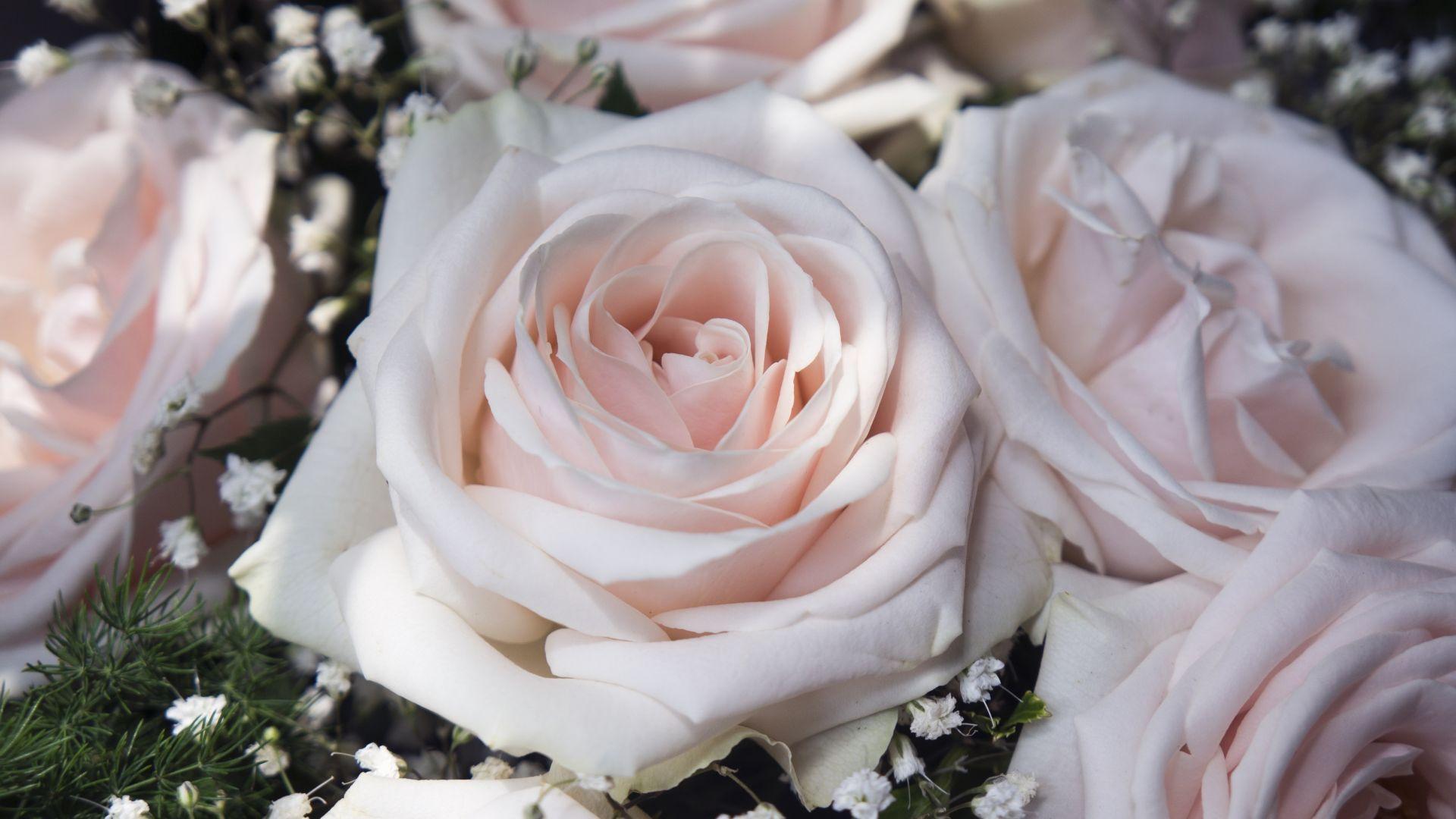 Light Pink Roses Wallpapers - Top Free Light Pink Roses Backgrounds ...