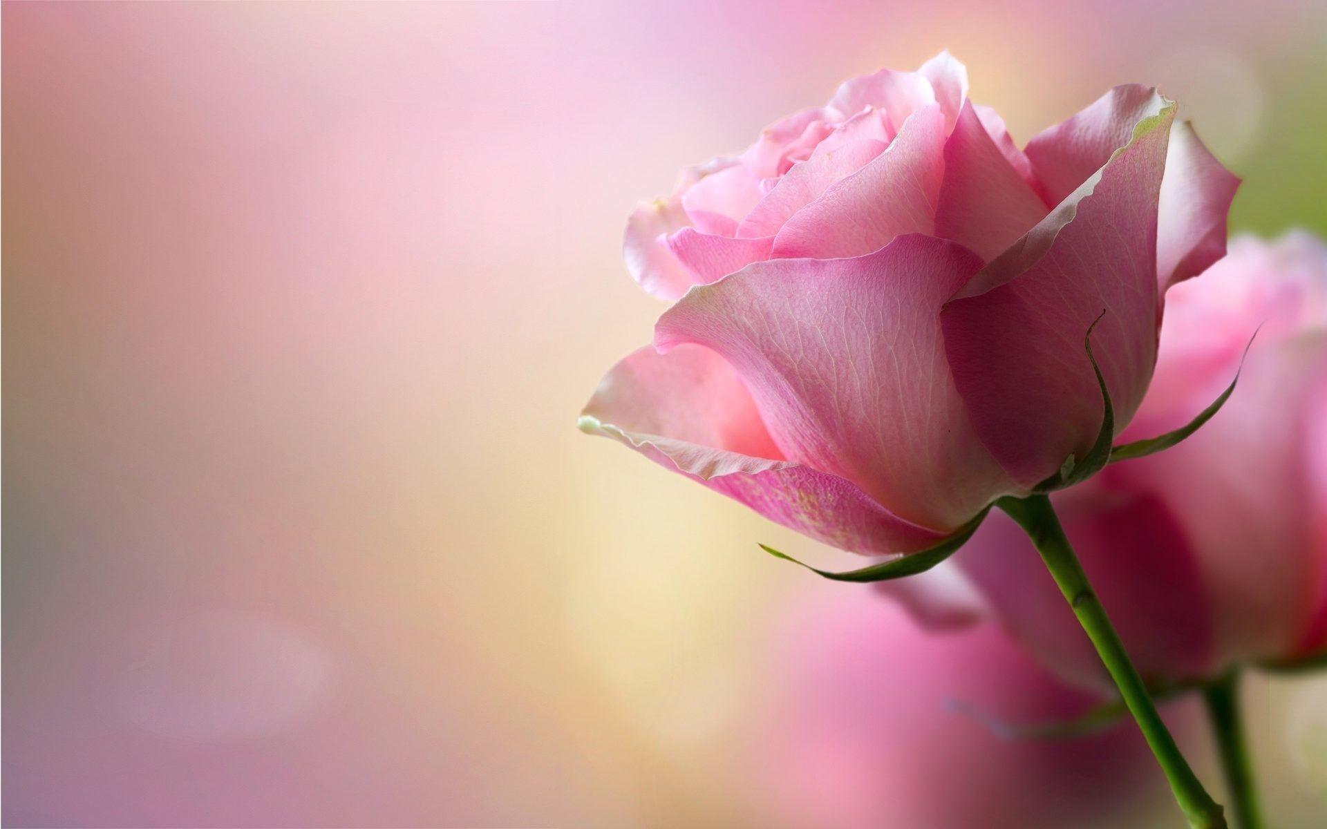 Light Pink Roses Wallpapers - Top Free Light Pink Roses Backgrounds ...