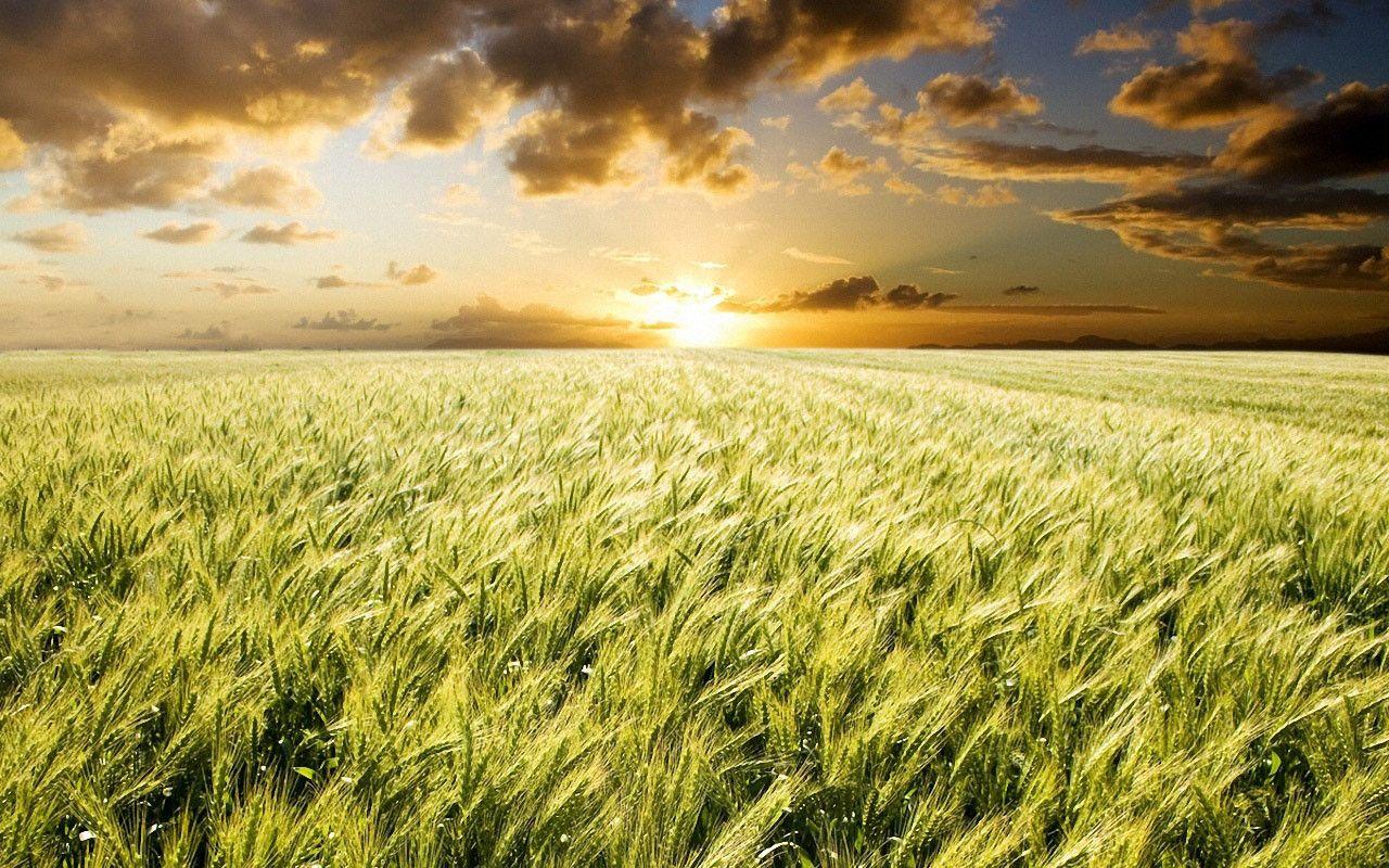 1280X800 Nature Wallpapers - Top Free 1280X800 Nature Backgrounds ...