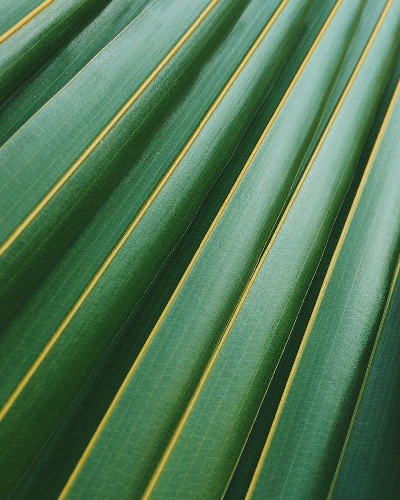 Coconut Leaf Wallpapers - Top Free Coconut Leaf Backgrounds ...