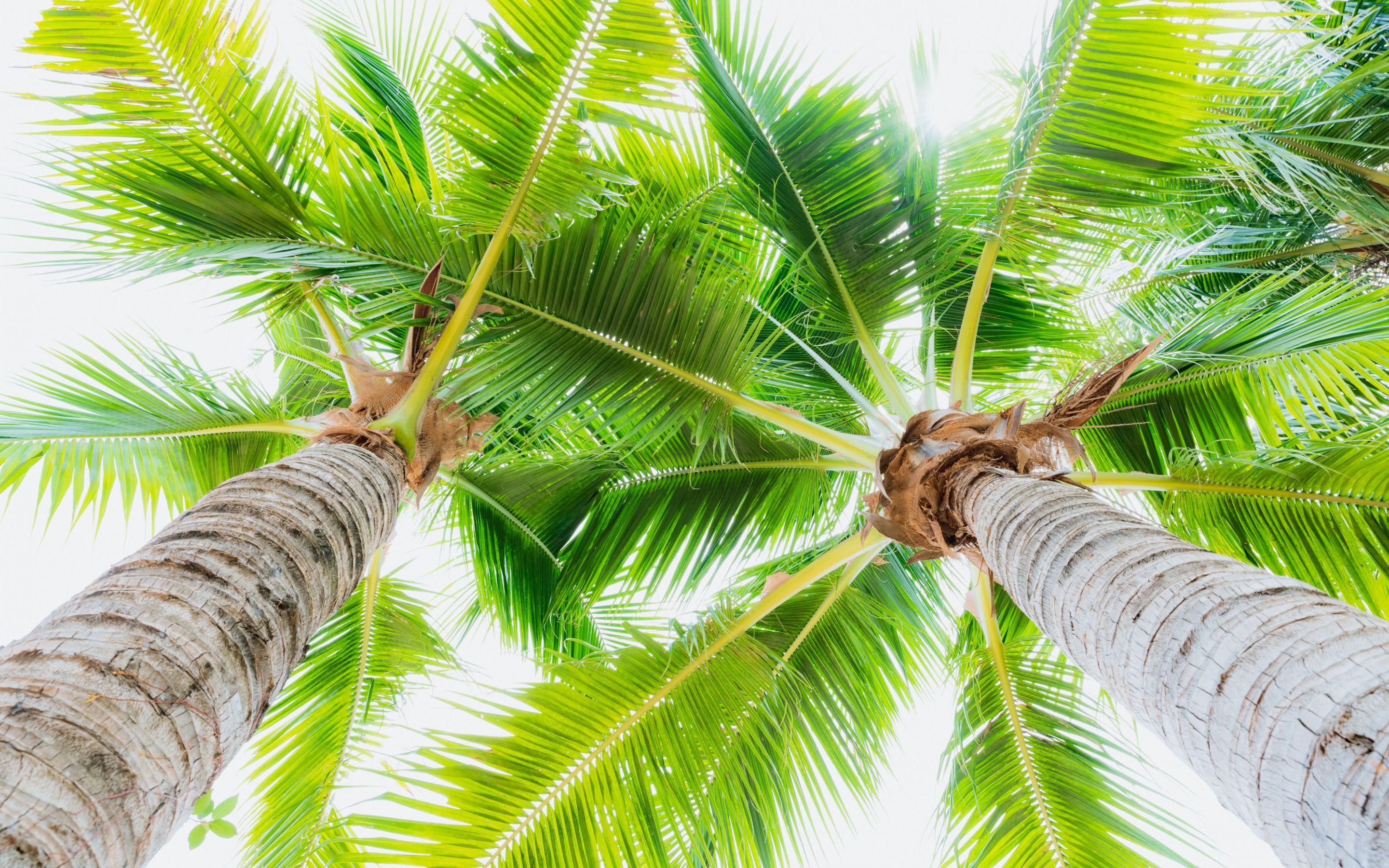 Coconut Leaf Wallpapers - Top Free Coconut Leaf Backgrounds ...