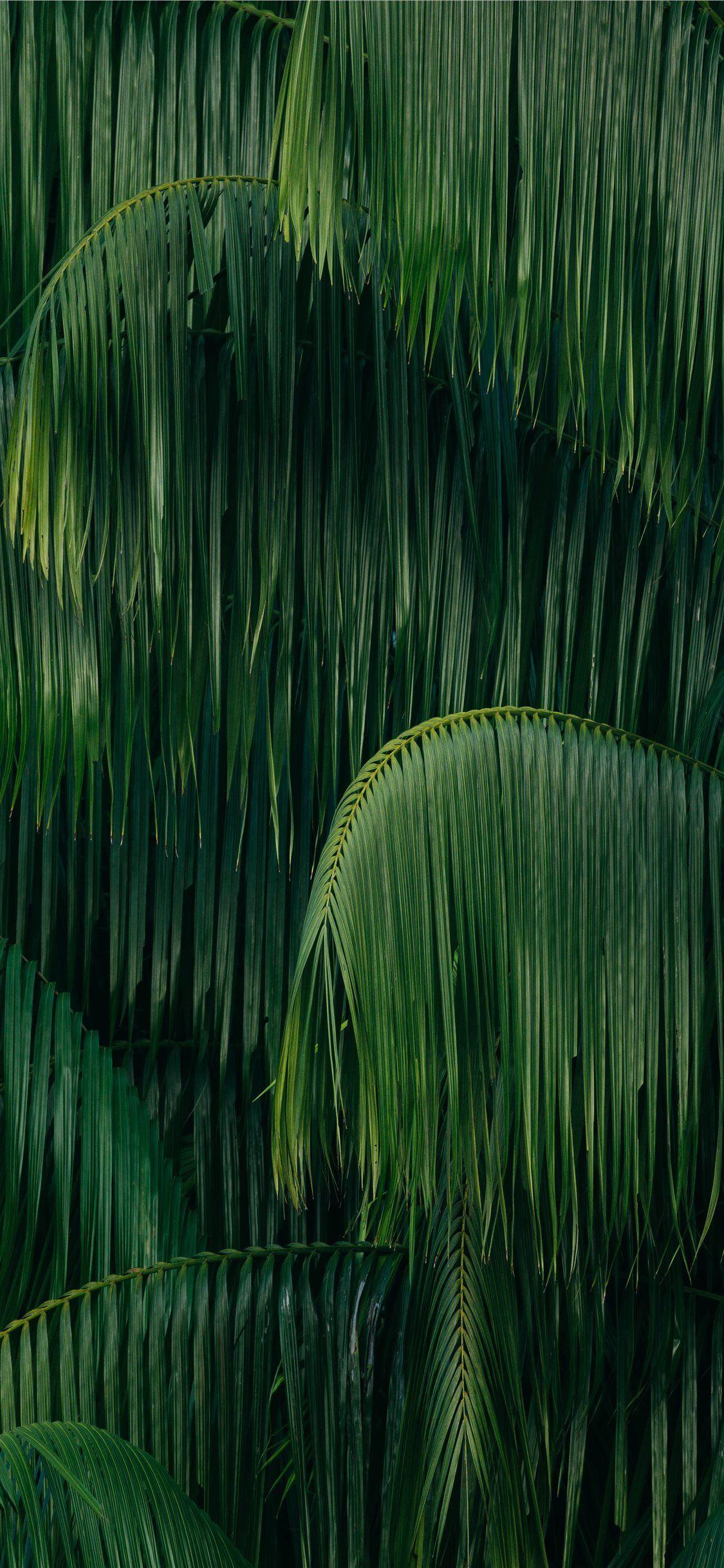 Green Coconut Wallpapers - Top Free Green Coconut Backgrounds ...